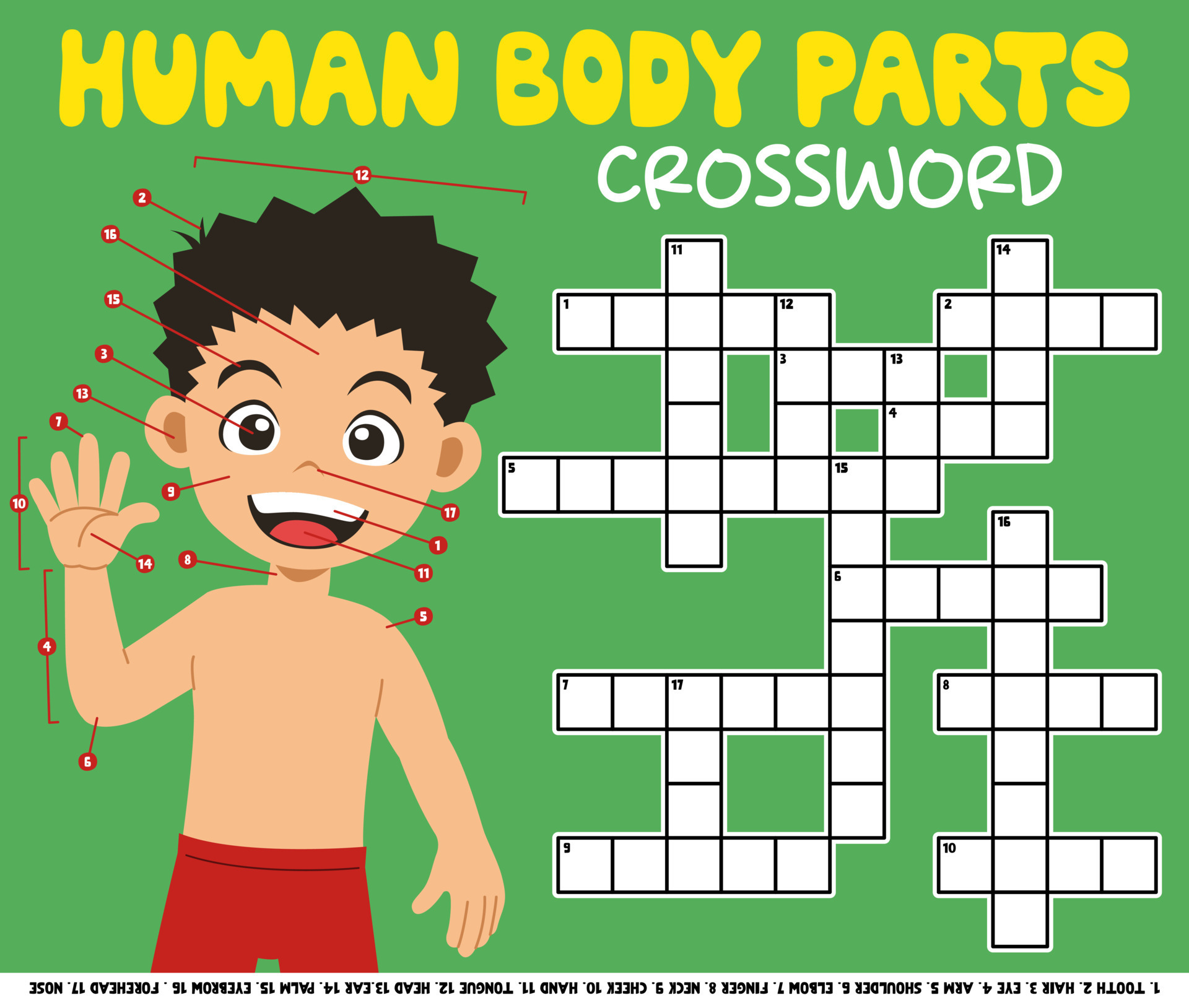 Body Parts Crossword Puzzle