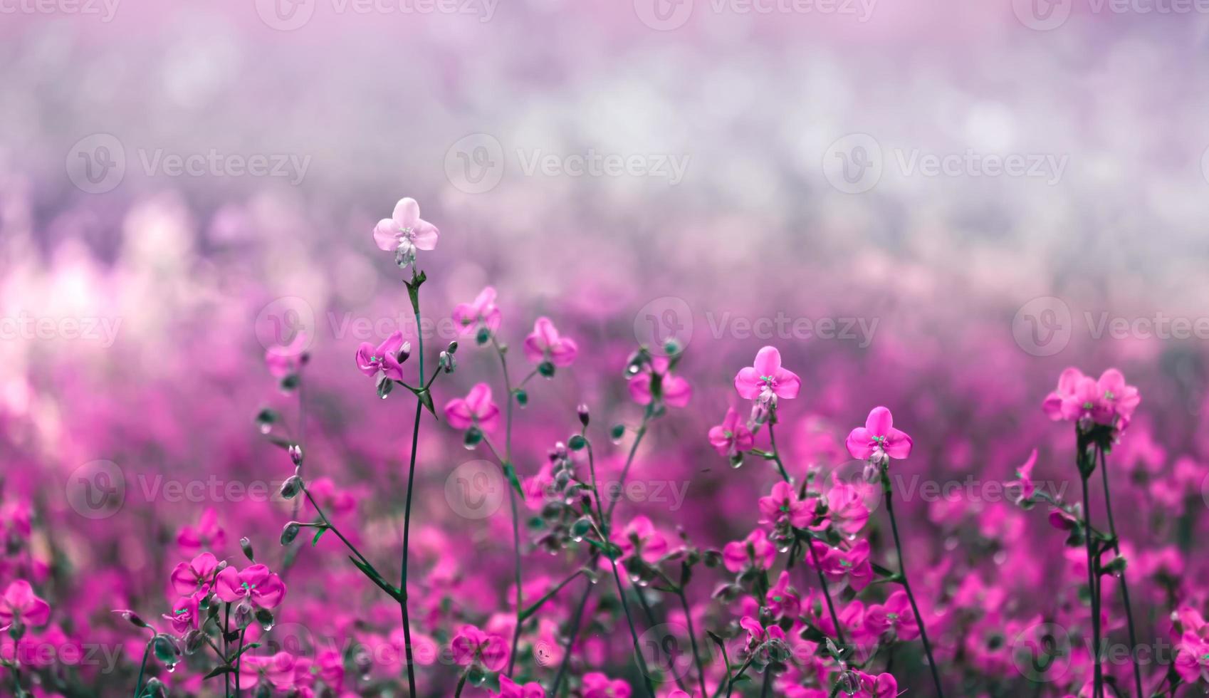 Vintage Pink Flowers Photography