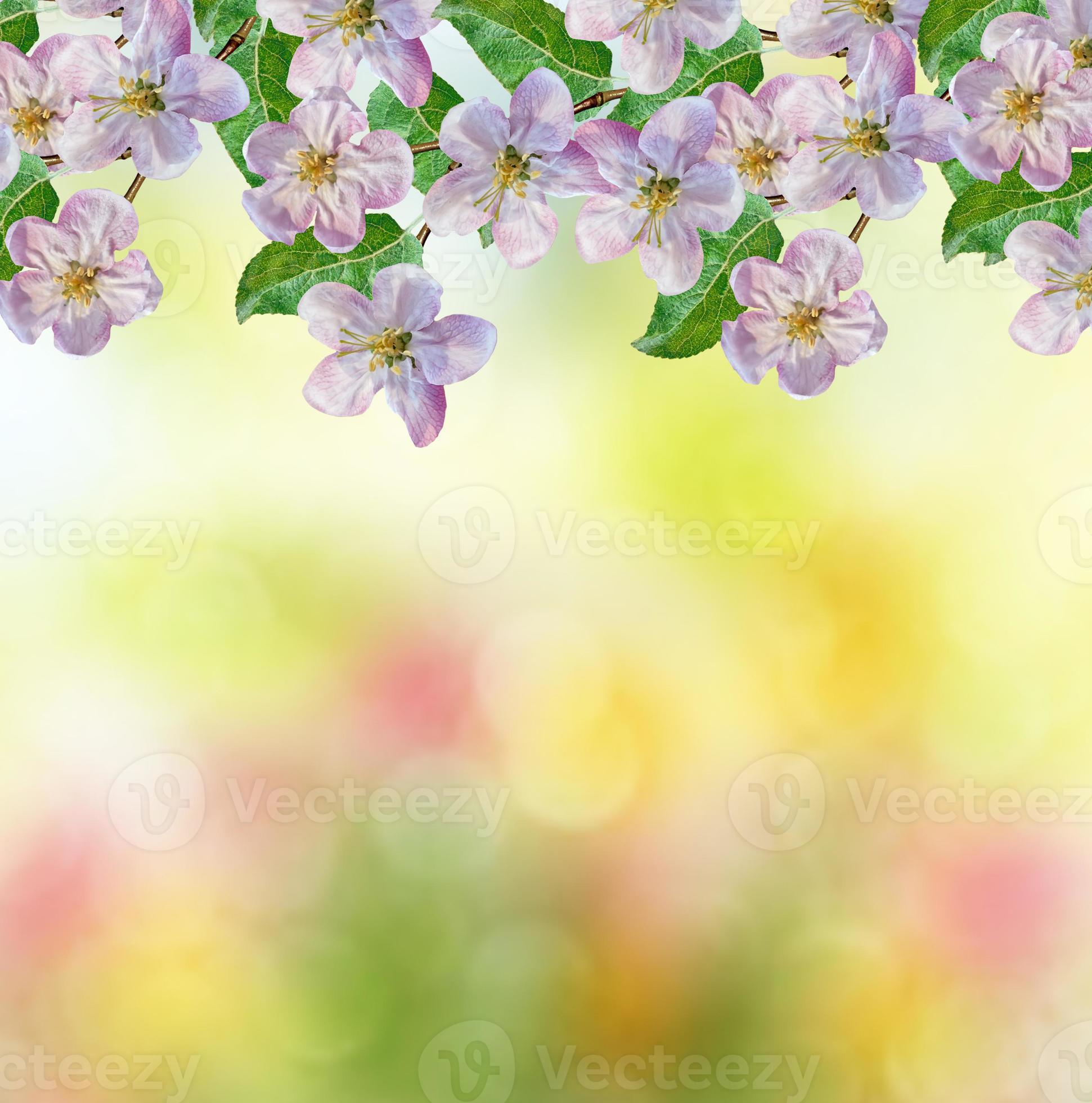 spring landscape. Flowering apple tree. Spring flowering garden ...