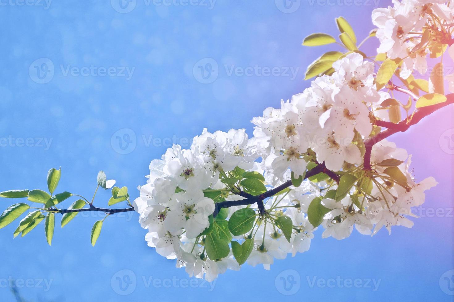 Spring garden. Flowering fruit trees. 10021574 Stock Photo at Vecteezy