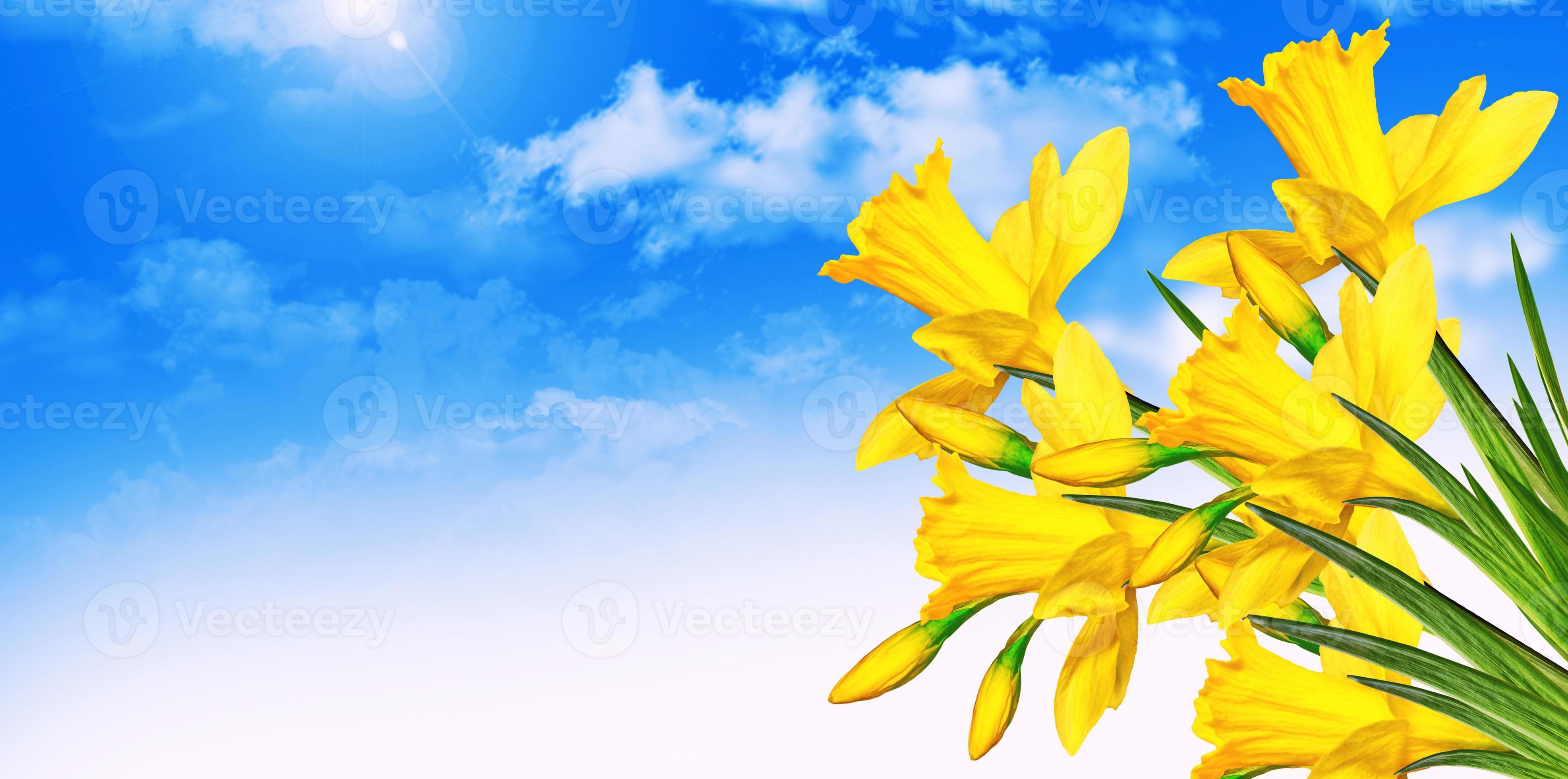 Bright and colorful spring flowers 10022169 Stock Photo at Vecteezy
