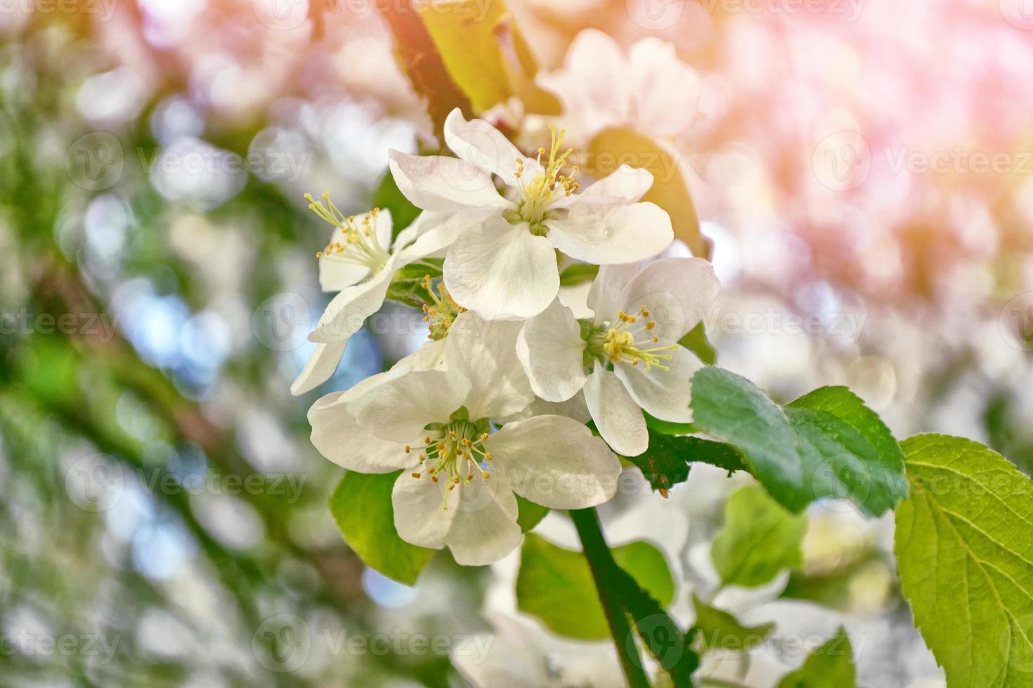Spring garden. Flowering fruit trees. 10023916 Stock Photo at Vecteezy