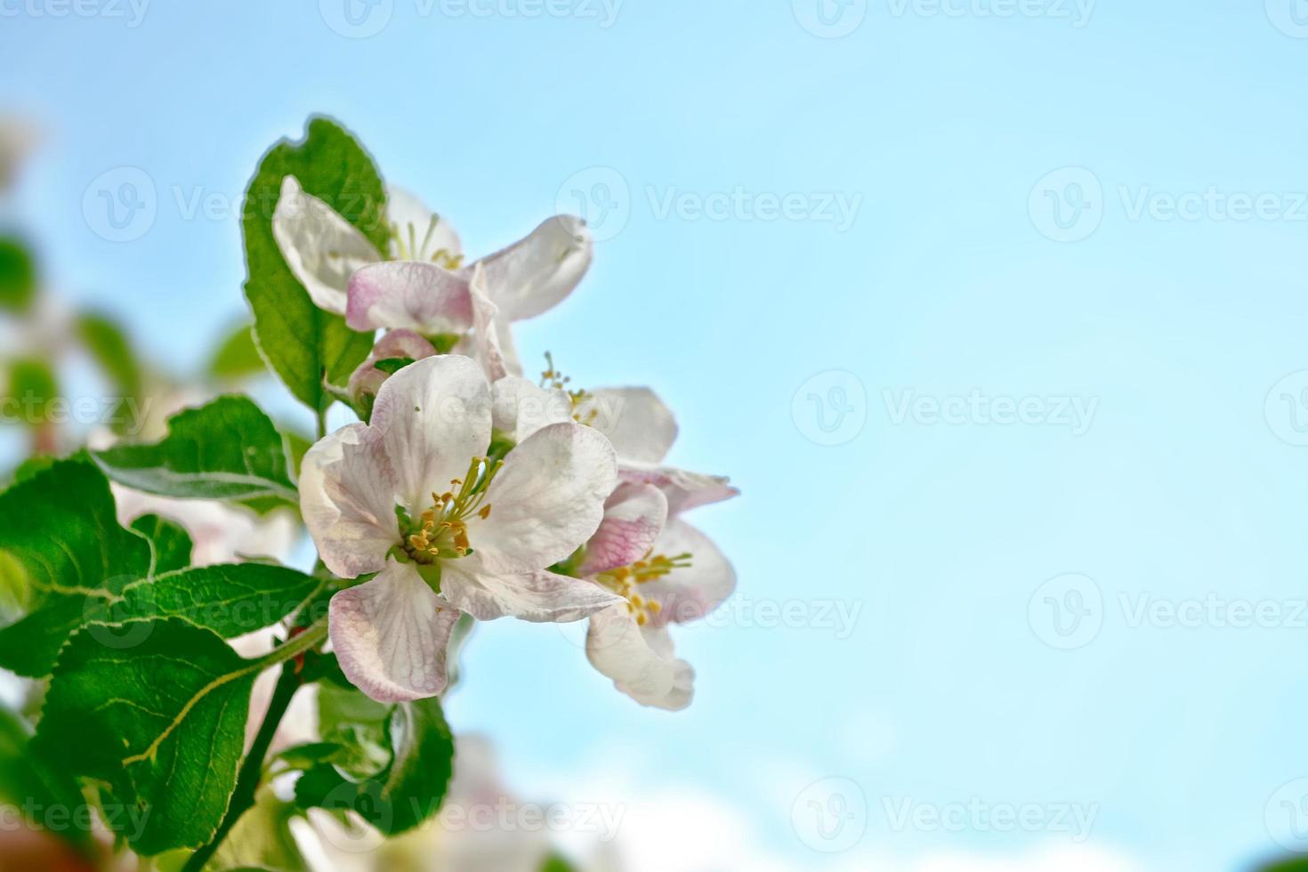 Spring garden. Flowering fruit trees. 10024594 Stock Photo at Vecteezy