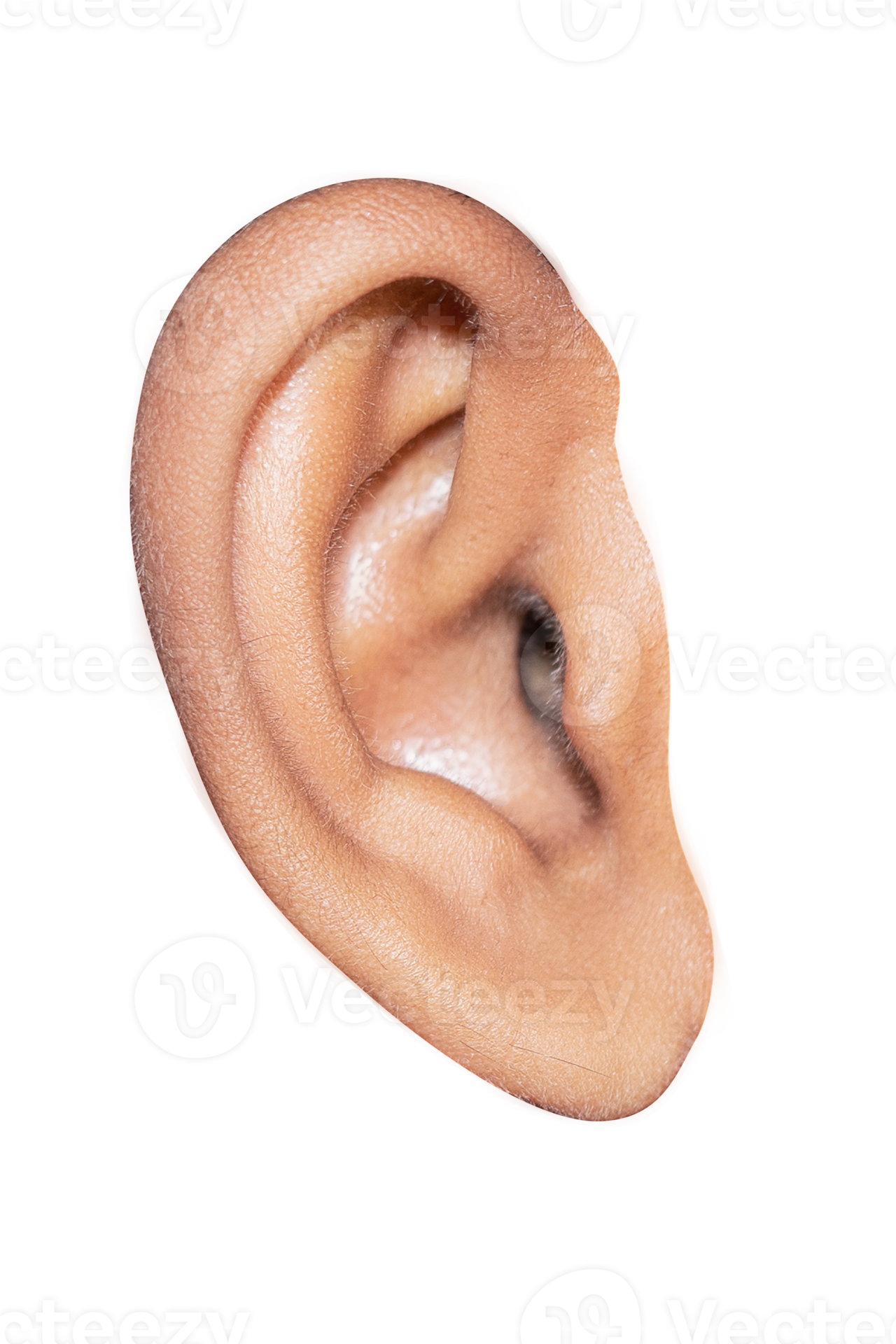 Rostro Humano Oreja Detalle Primer Plano Macro Disparo 10063642 Png