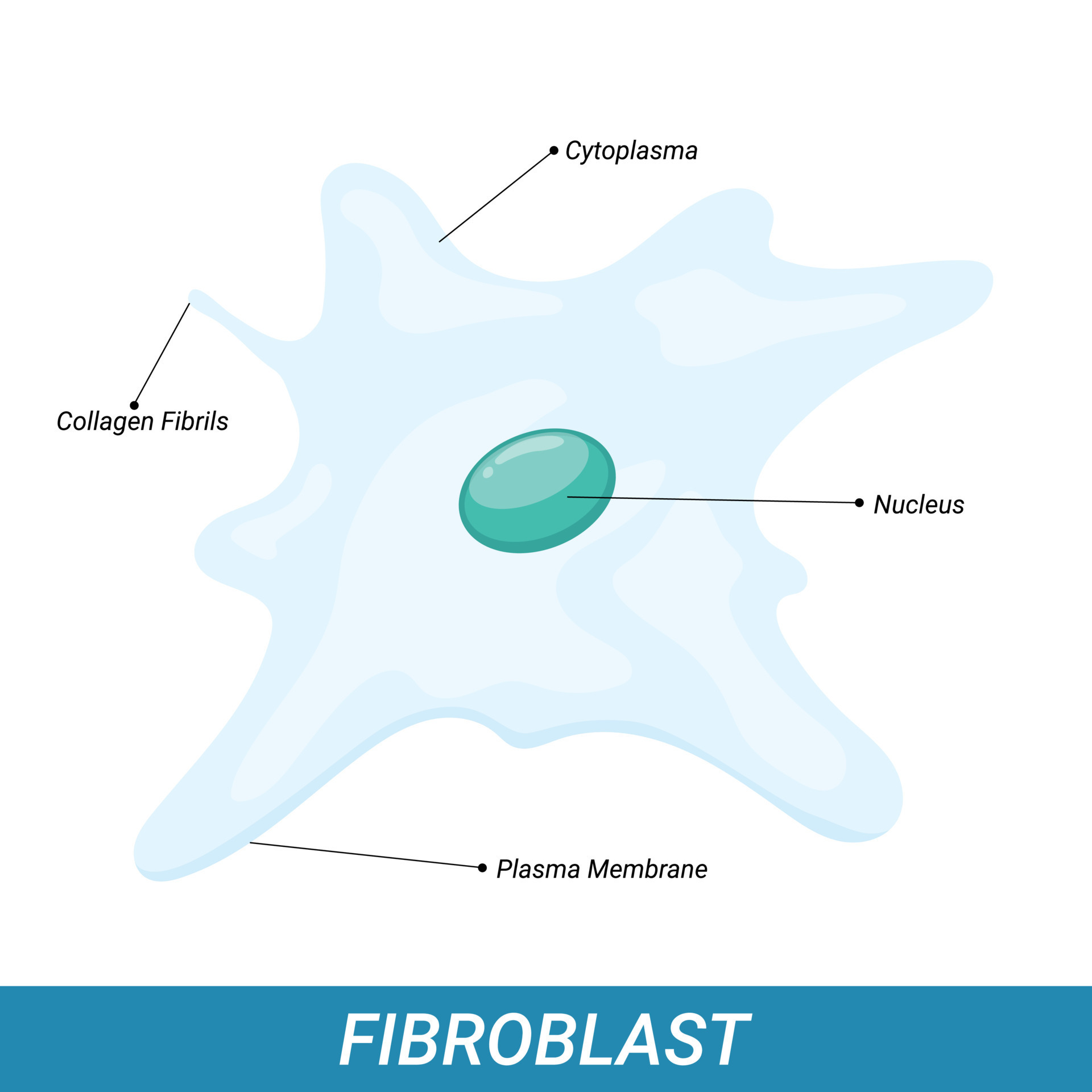 estructura de la célula de fibroblastos humanos 10066614 Vector en Vecteezy