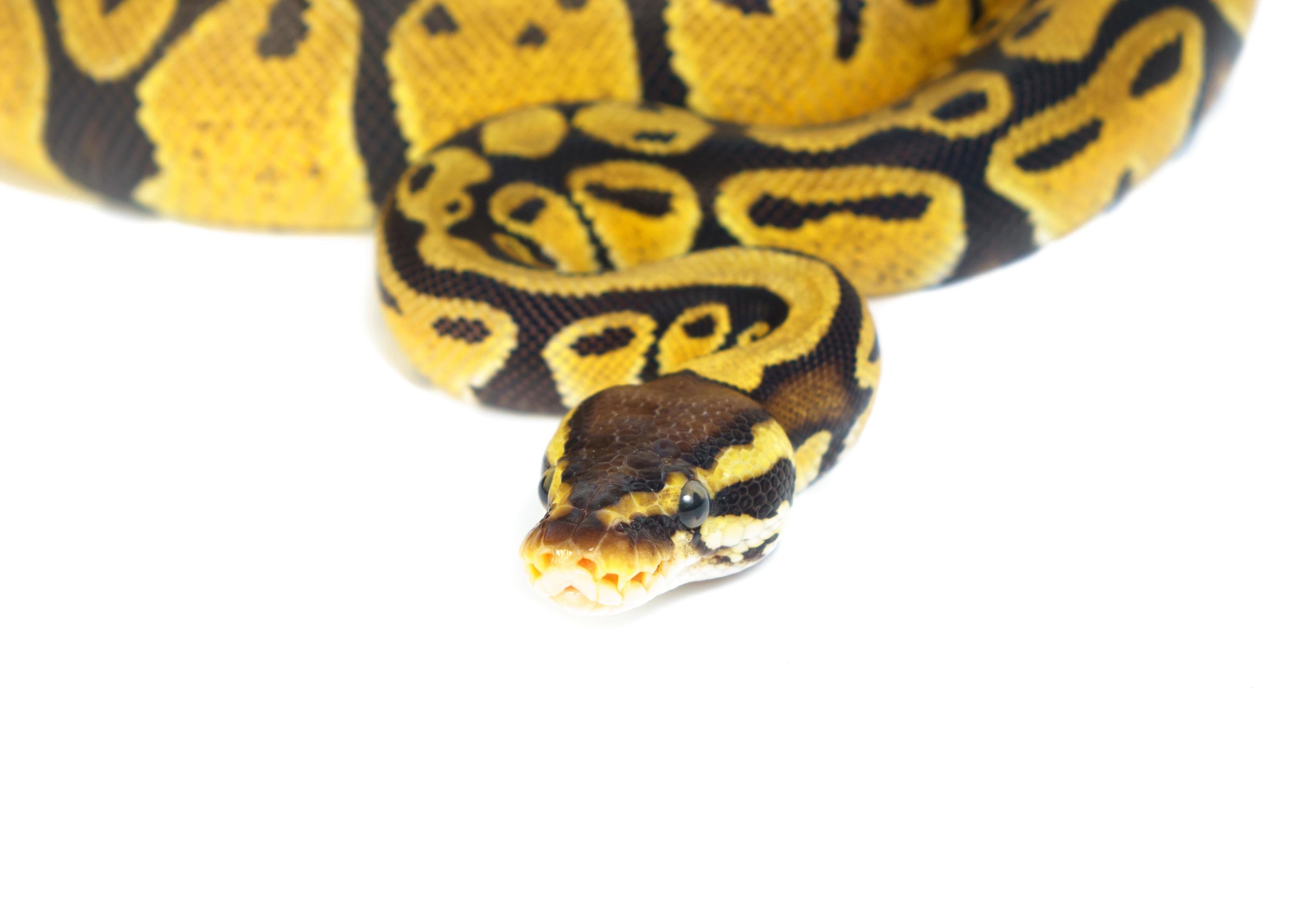 ball python on white background 10098565 Stock Photo at Vecteezy