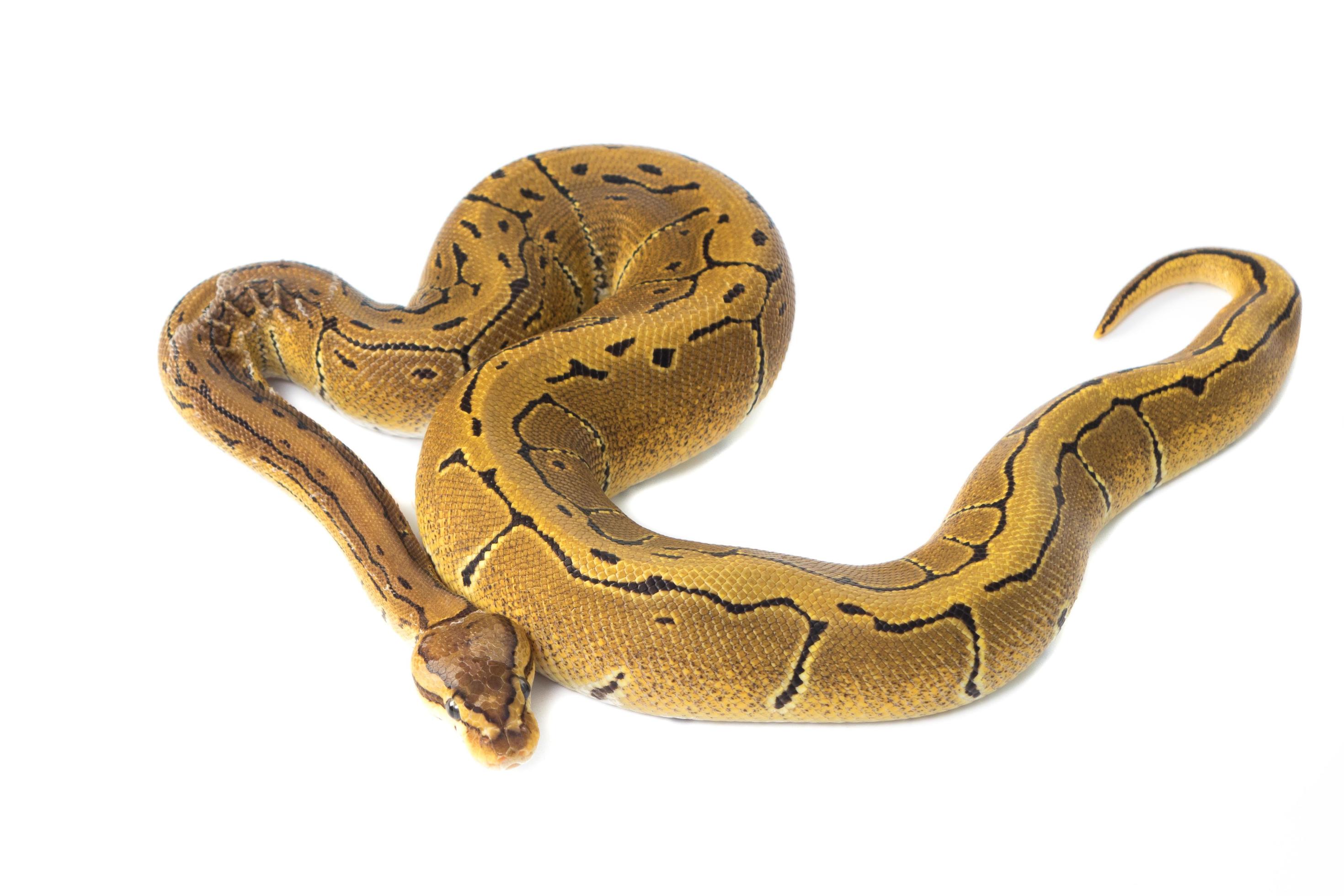 ball python on white background 10098743 Stock Photo at Vecteezy
