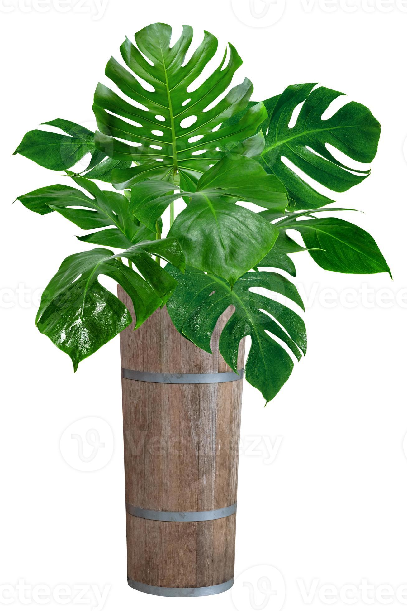 Green Monstera Leaves Pattern With Wooden Bucket For Nature Concept