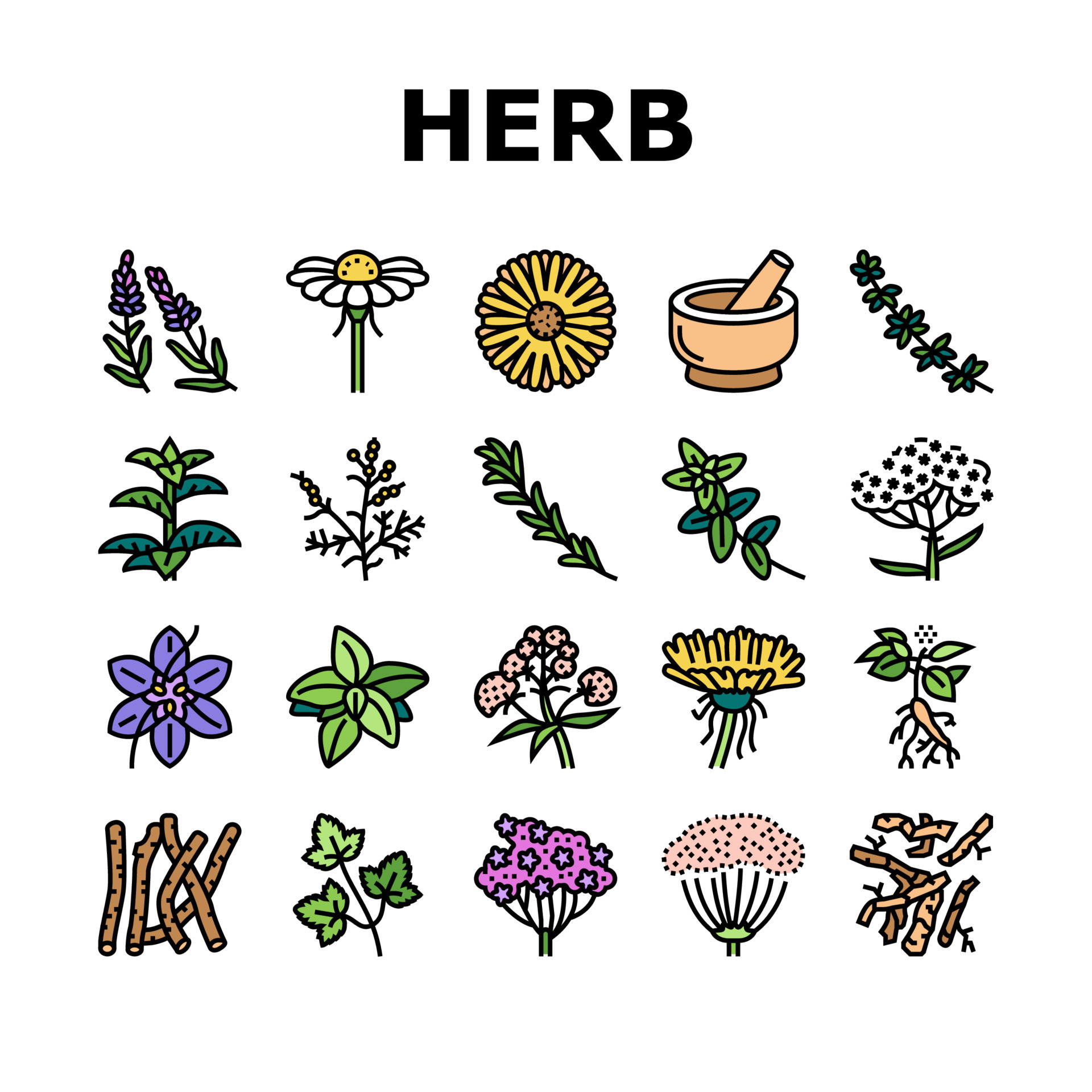 conjunto de iconos de ingredientes naturales de hierbas medicinales ...