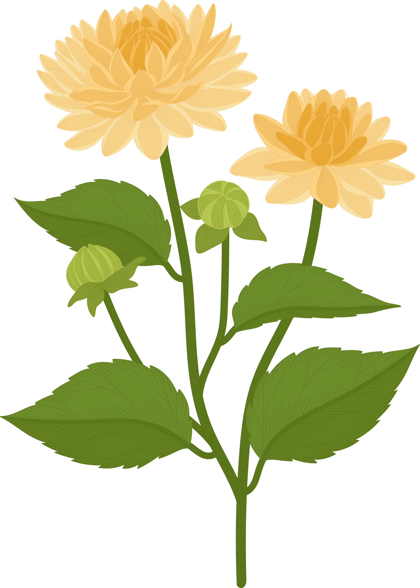 Yellow dahlia flower hand drawn illustration. 10170393 PNG
