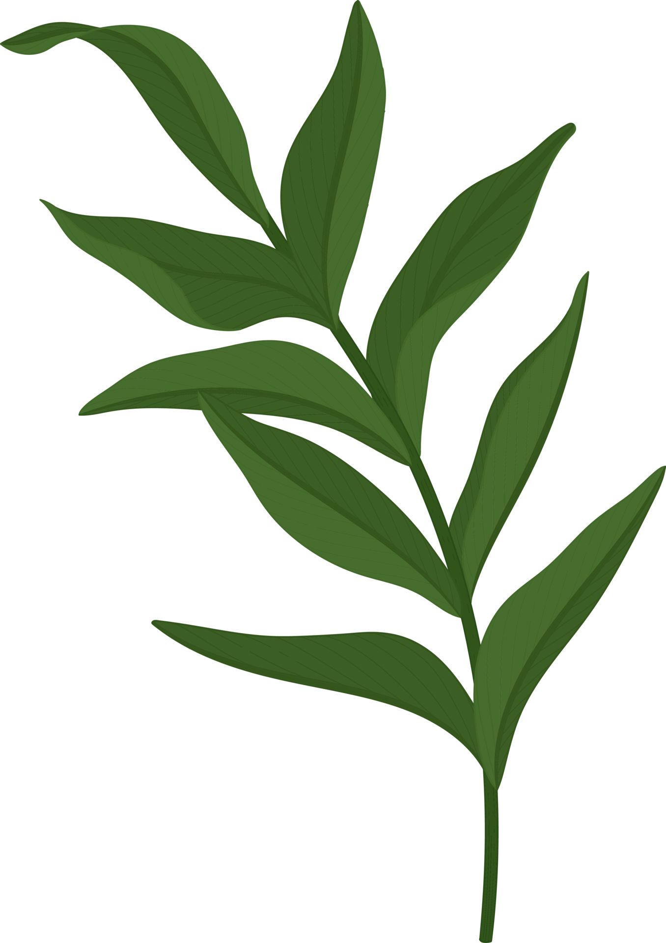 Torch ginger leaf hand drawn illustration. 10170448 PNG