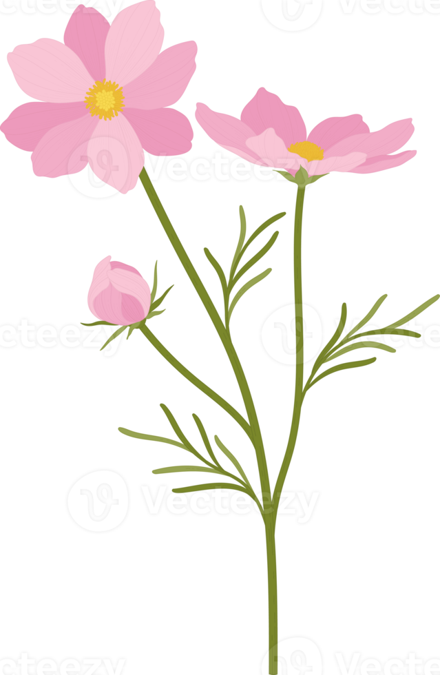 Pink Cosmos Flower Hand Drawn Illustration 10170534 Png