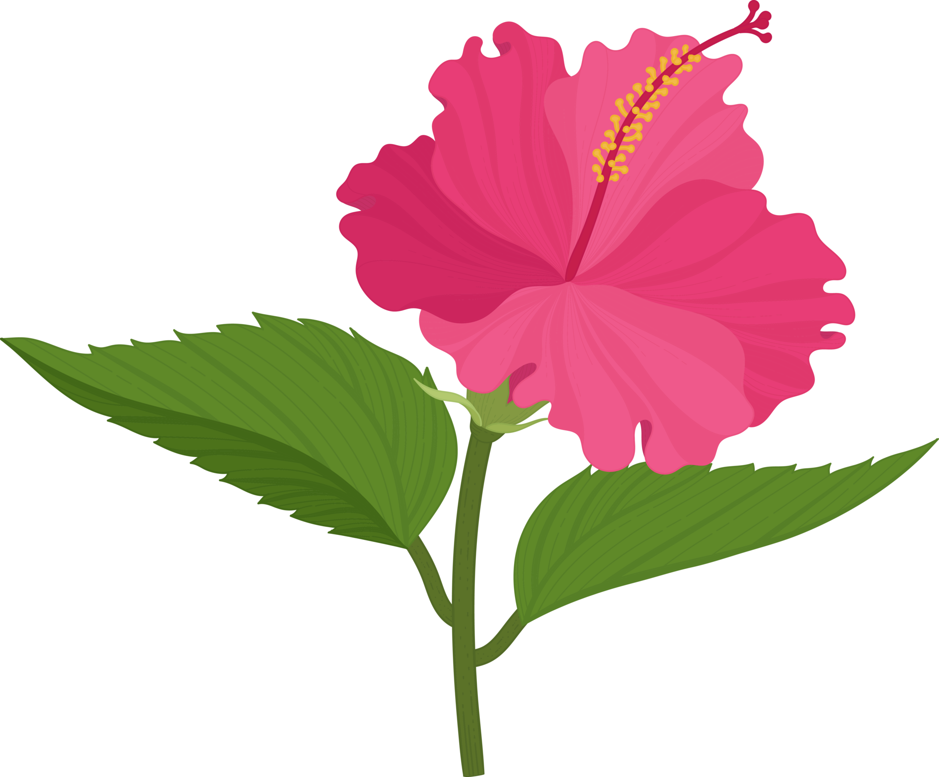Pink Hibiscus Flower Hand Drawn Illustration 10170554 PNG pink-hibiscus-flower-hand-drawn-illustration-10170554-png