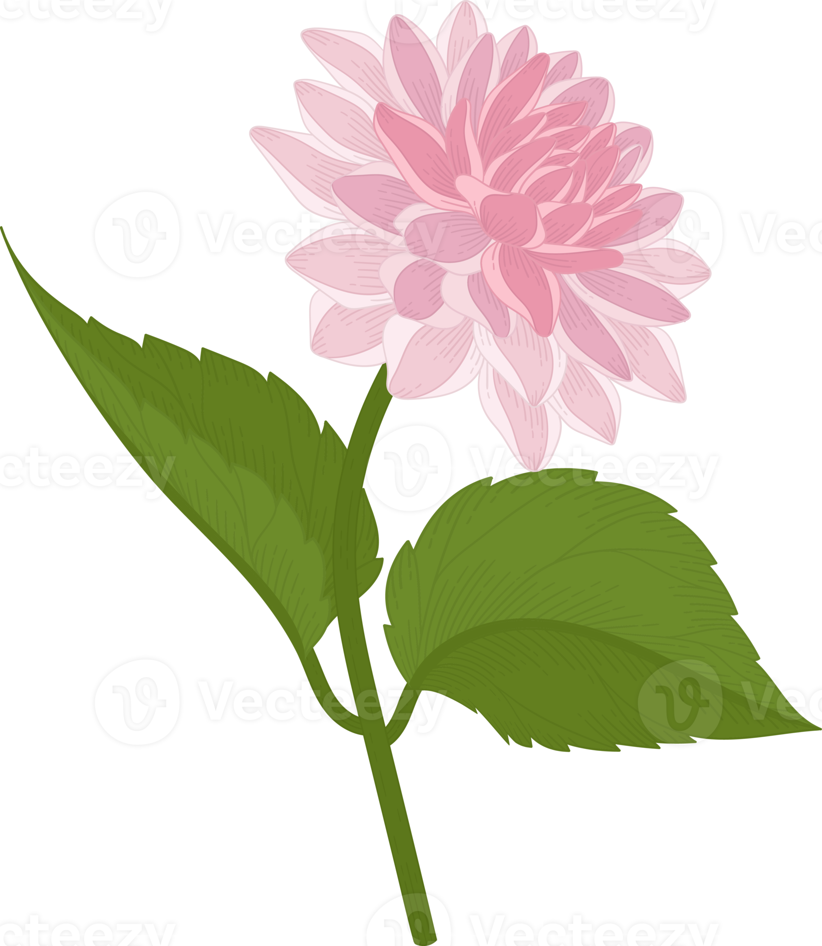 Pink Dahlia Flower Hand Drawn Illustration 10170567 Png