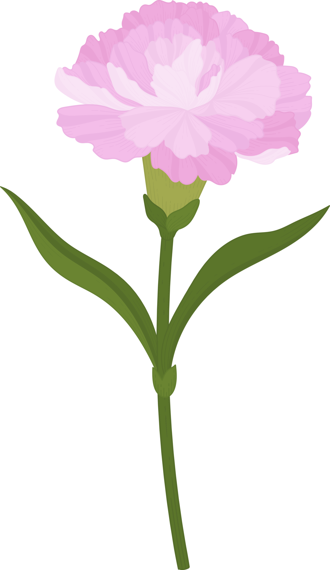 Pink Carnation Flower Hand Drawn Illustration 10170579 Png