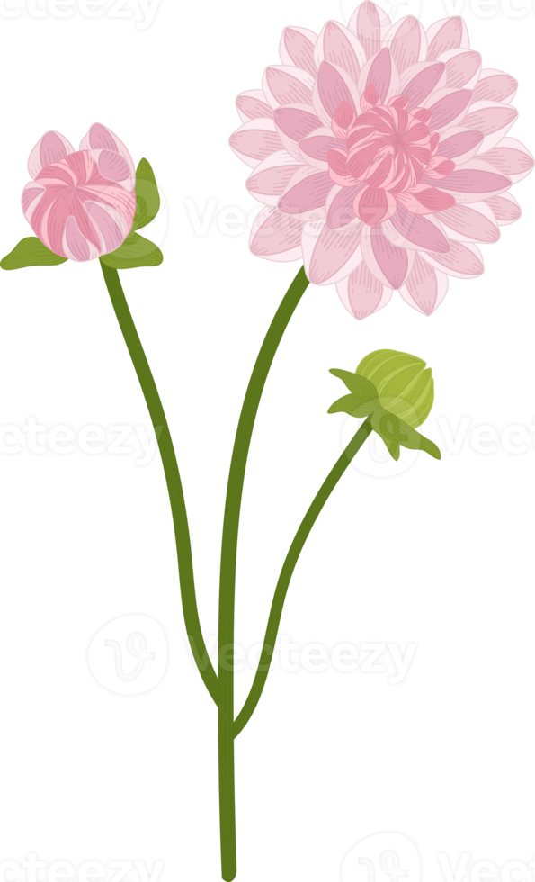 Pink Dahlia Flower Hand Drawn Illustration 10170680 Png