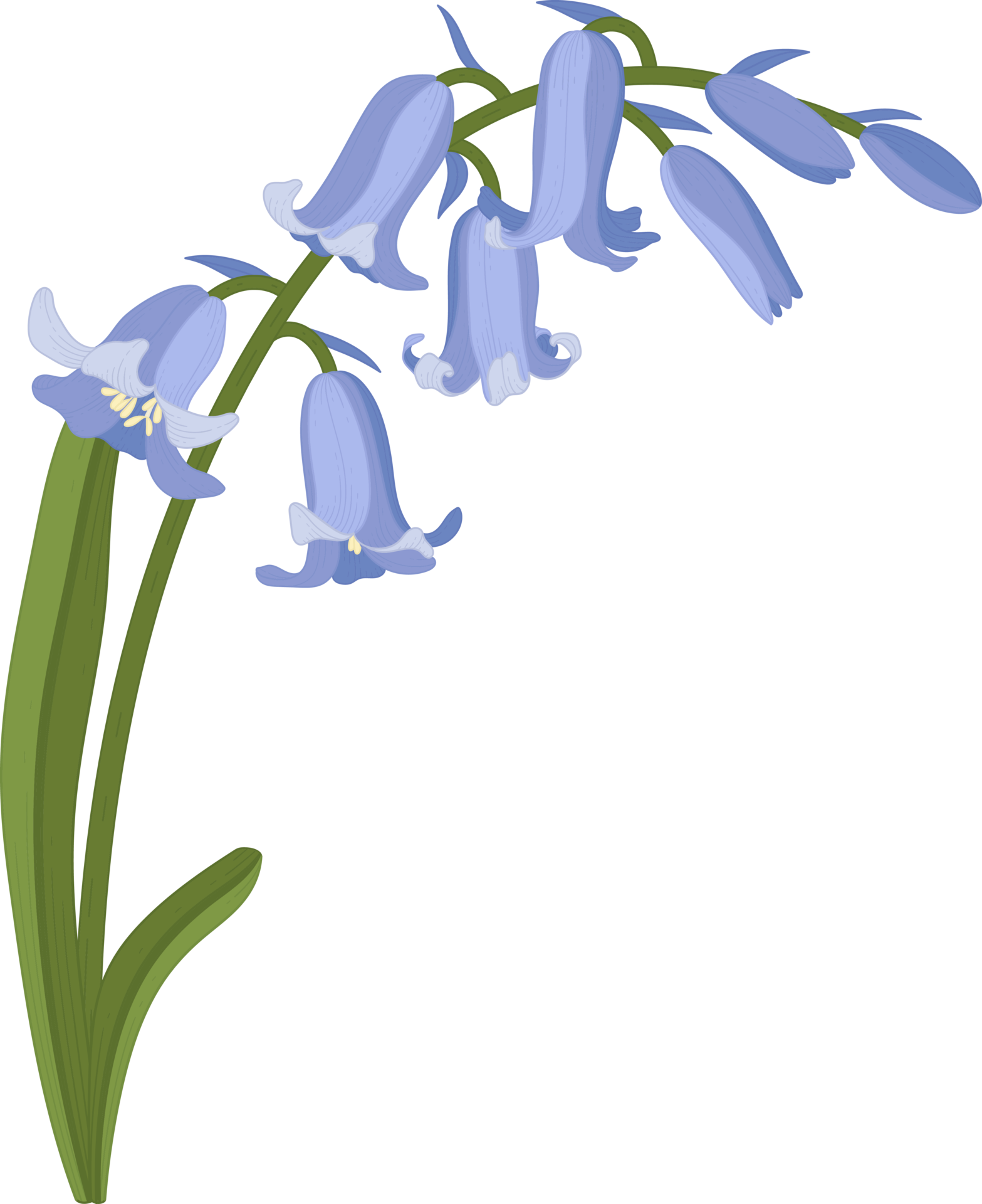 Bluebell Flower Hand Drawn Illustration 10170767 Png
