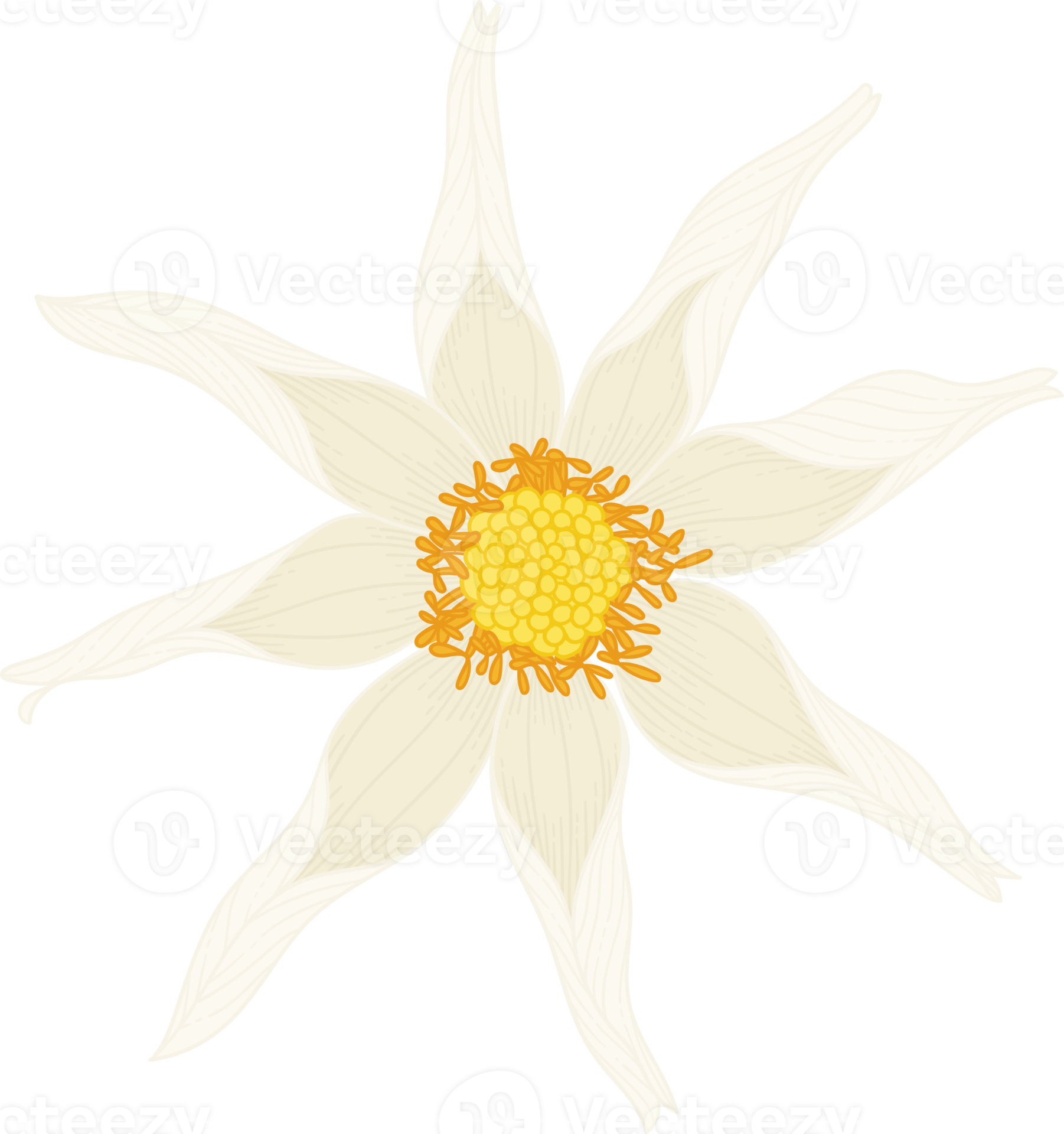 White Dahlia Flower Hand Drawn Illustration 10171190 Png