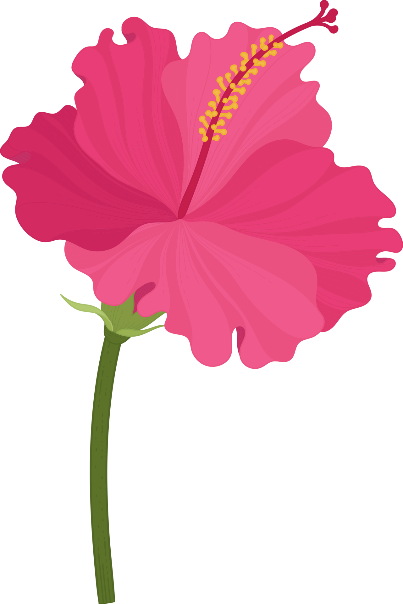 Pink Hibiscus flower hand drawn illustration. 10171364 PNG Pink Hibiscus flower hand drawn illustration. 10171364 PNG