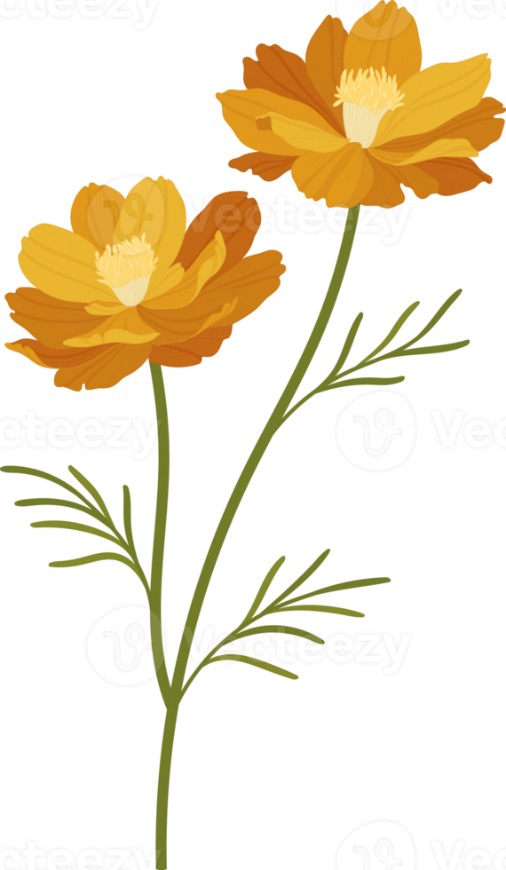 Orange Cosmos Flower Hand Drawn Illustration 10171597 Png