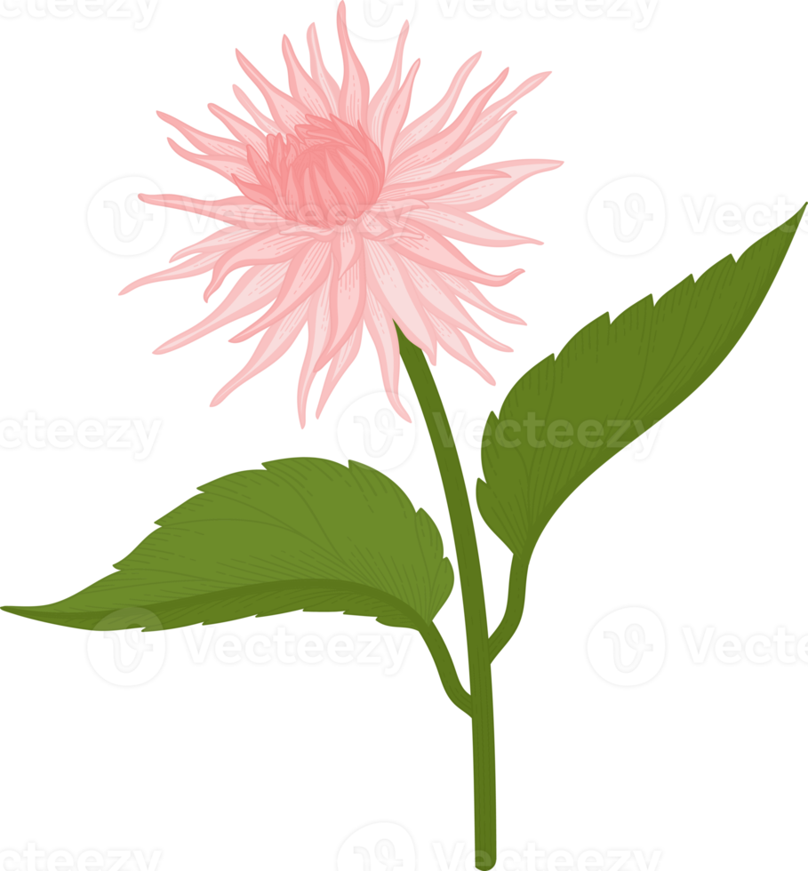 Pink Dahlia Flower Hand Drawn Illustration 10171748 Png