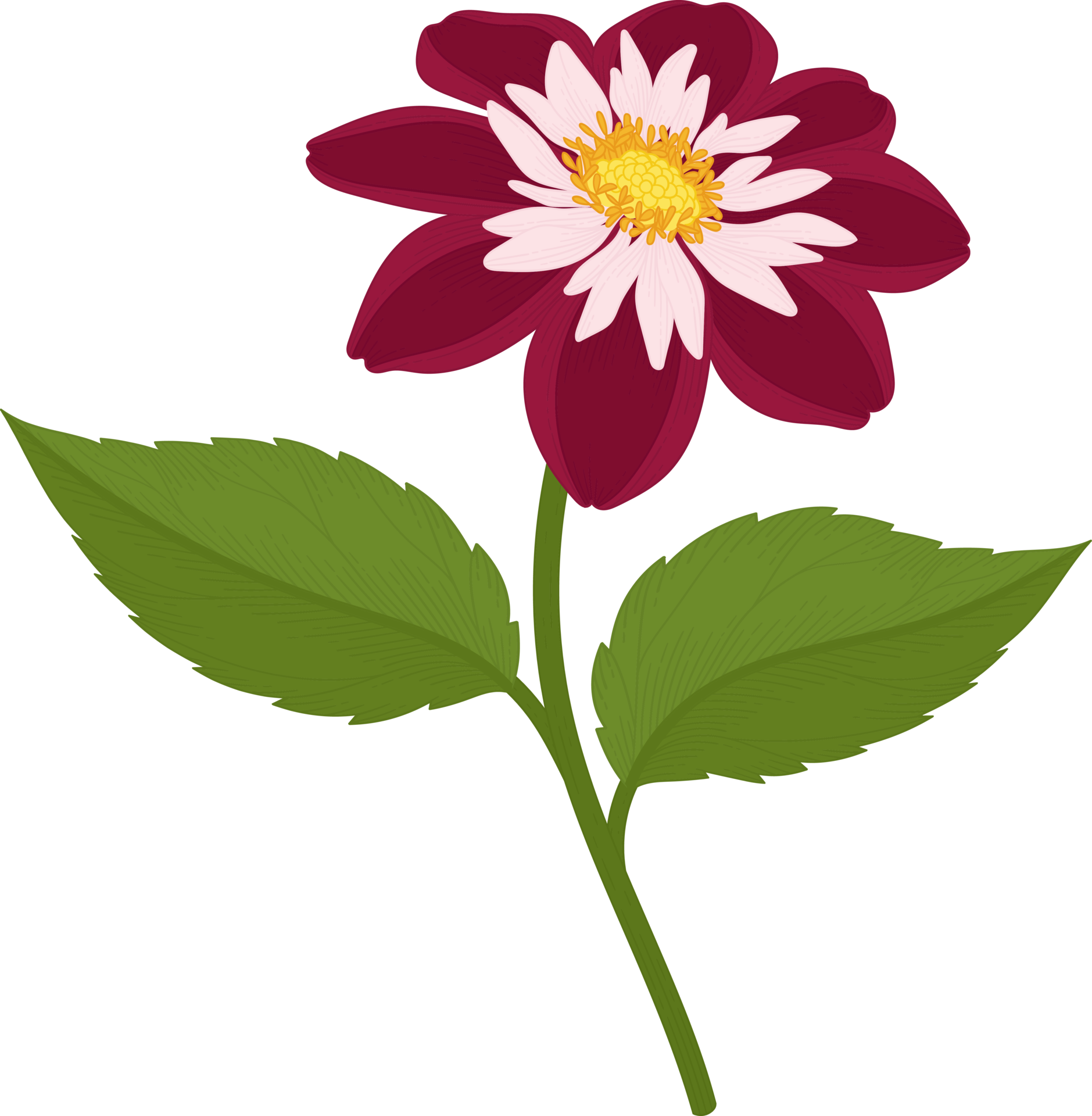 Dark Pink Dahlia Flower Hand Drawn Illustration 10171888 Png