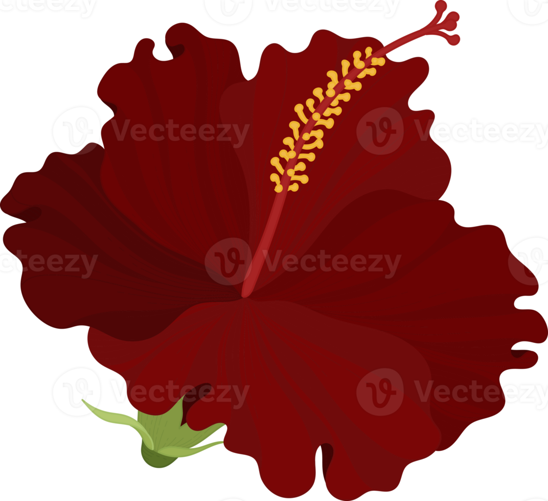 Red Hibiscus Flower Hand Drawn Illustration 10172113 Png