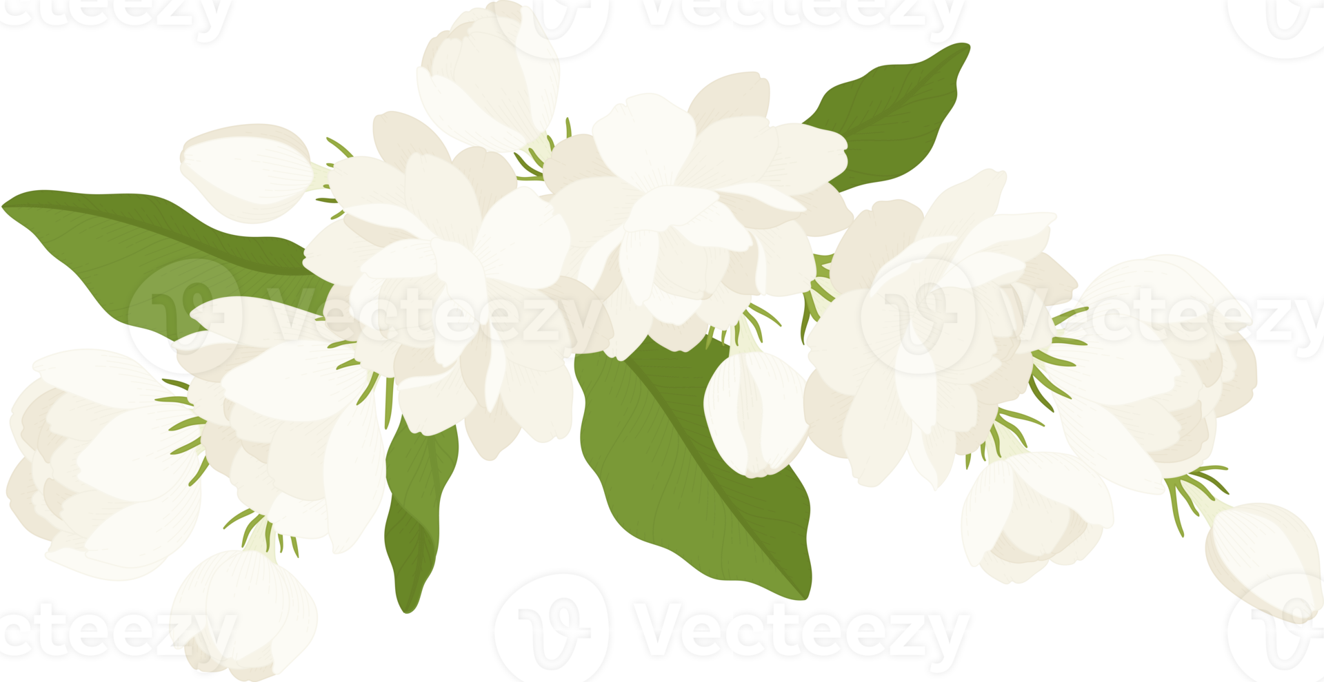 Bouquet Of Jasmine Flower Illustration 10172245 Png