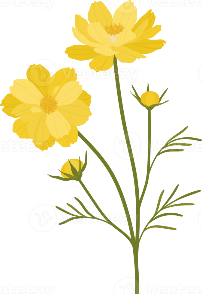 Yellow Cosmos Flower Hand Drawn Illustration 10172255 Png