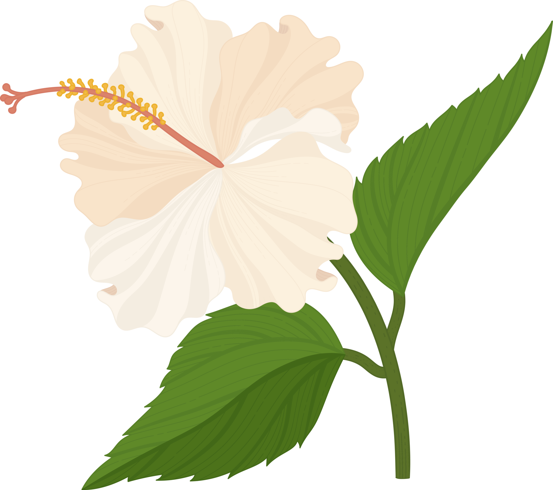 White Hibiscus Flower Hand Drawn Illustration 10172276 Png