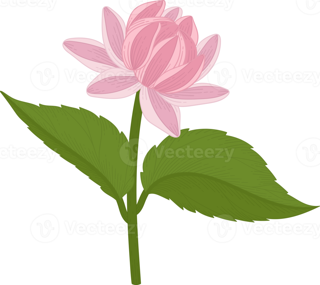 Pink Dahlia Flower Hand Drawn Illustration 10172301 Png