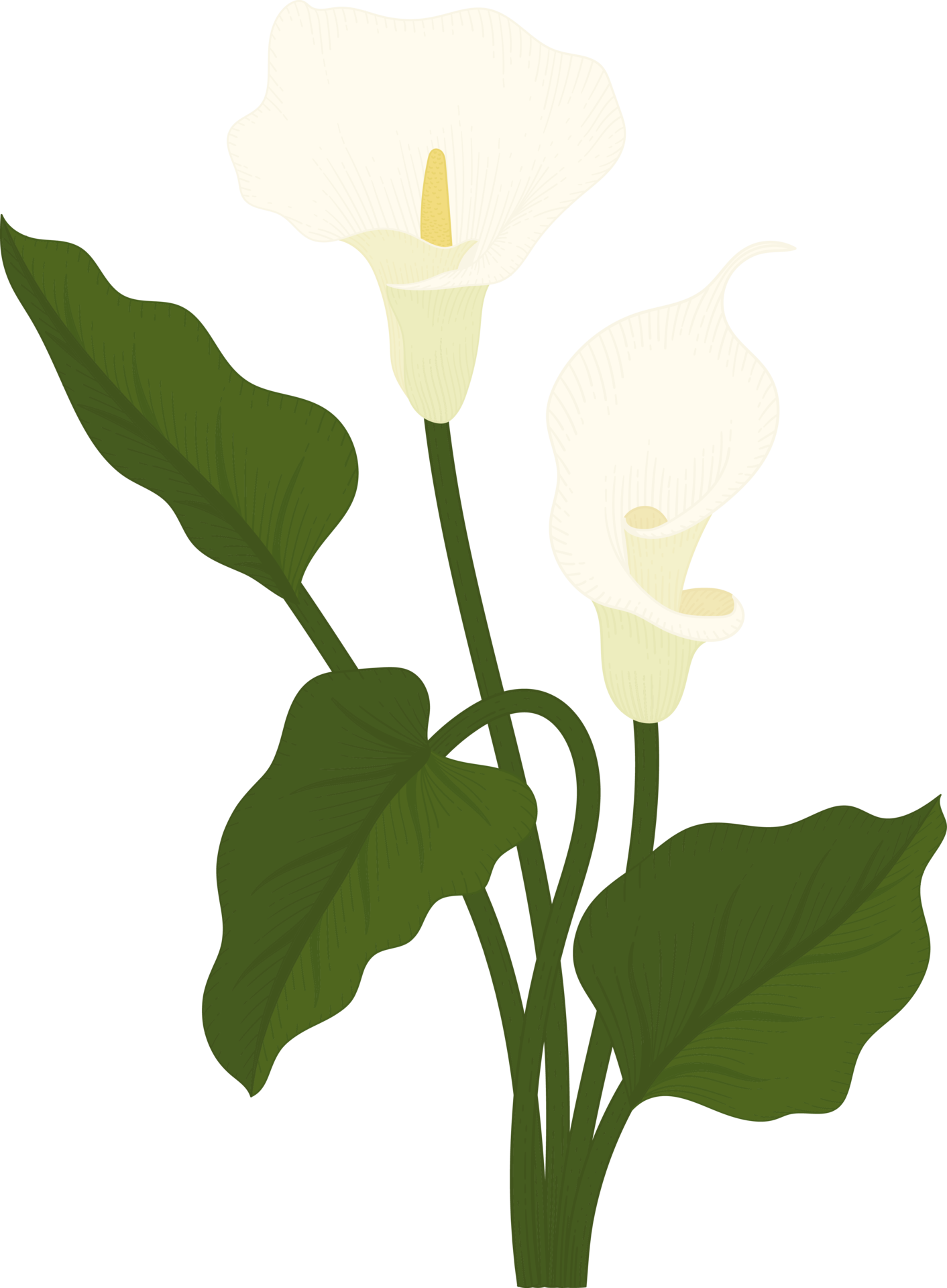 White Calla Lily Flower Hand Drawn Illustration 10172363 Png