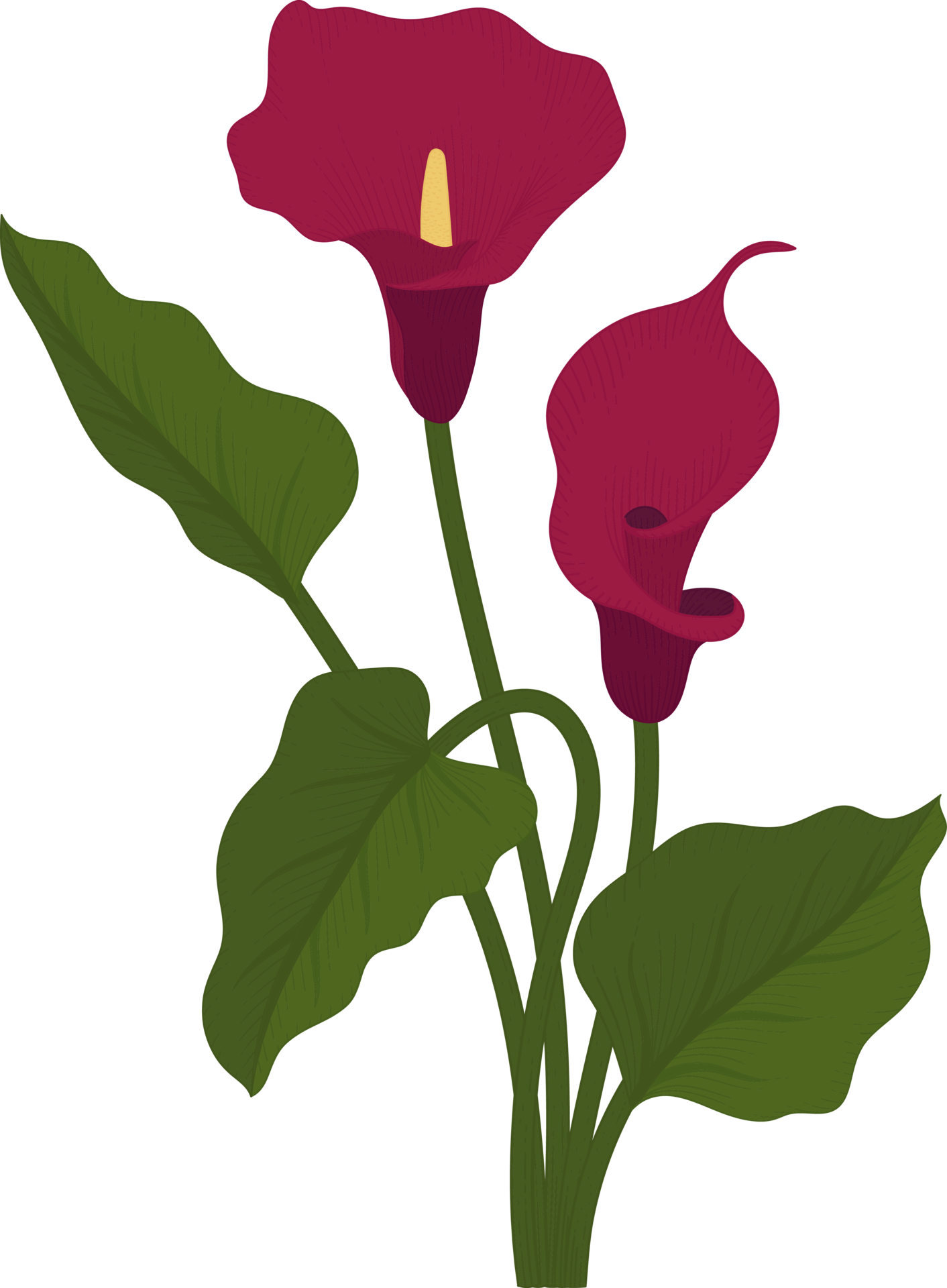 Red calla lily flower hand drawn illustration. 10172364 PNG Red calla lily flower hand drawn illustration. 10172364 PNG