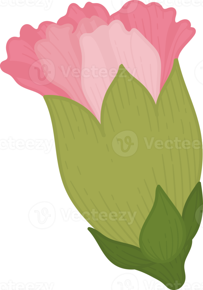 Pink Carnation Flower Hand Drawn Illustration 10172369 Png