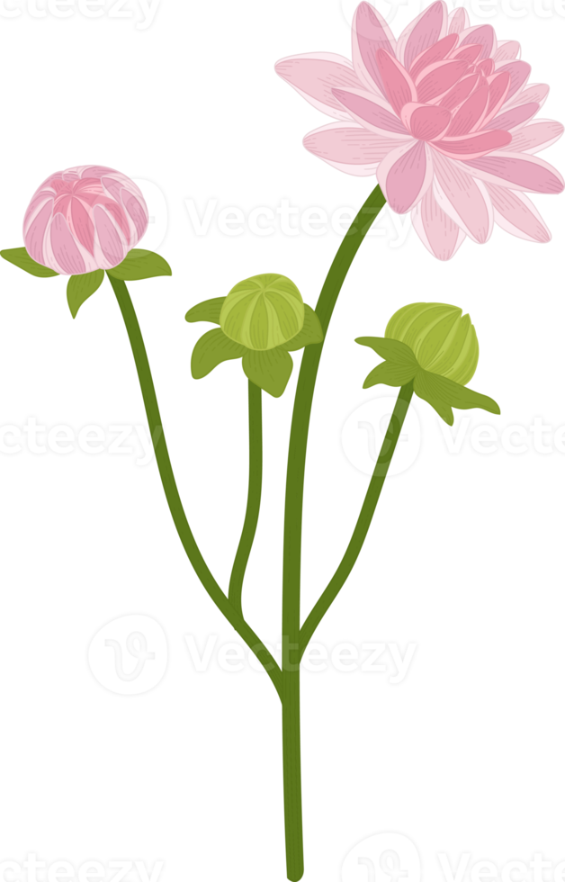 Pink Dahlia Flower Hand Drawn Illustration 10172401 Png