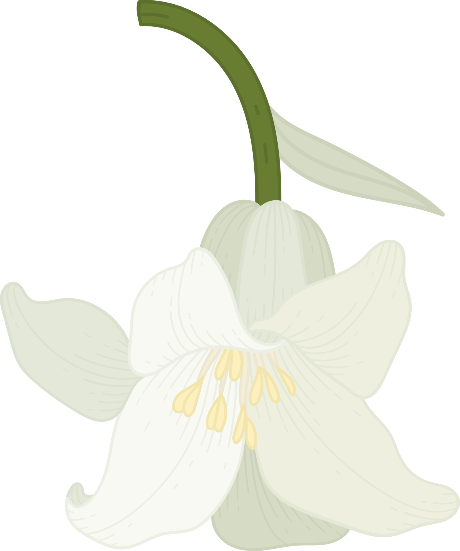 Bluebell Flower Hand Drawn Illustration 10172488 Png