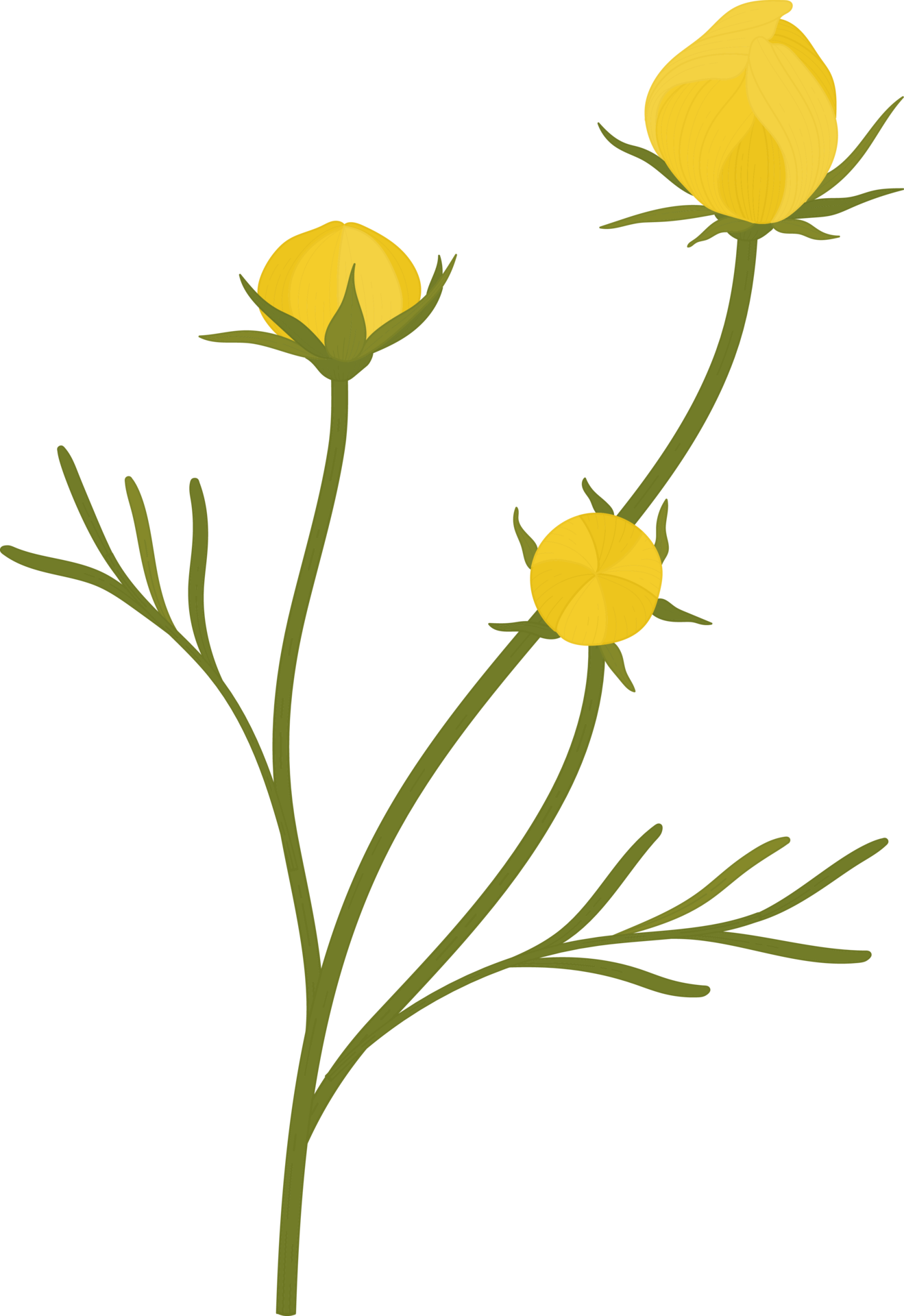 Yellow Cosmos Flower Hand Drawn Illustration 10172517 Png