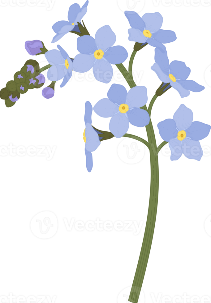 Blue Forget Me Not Flower Hand Drawn Illustration 10172711 Png