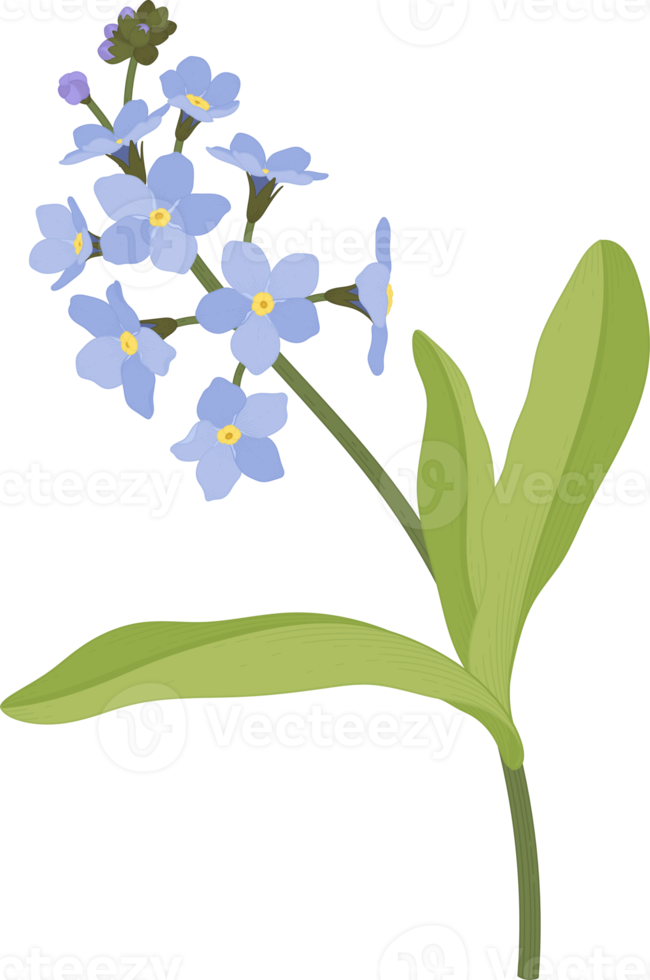 Blue Forget Me Not Flower Hand Drawn Illustration 10172714 Png