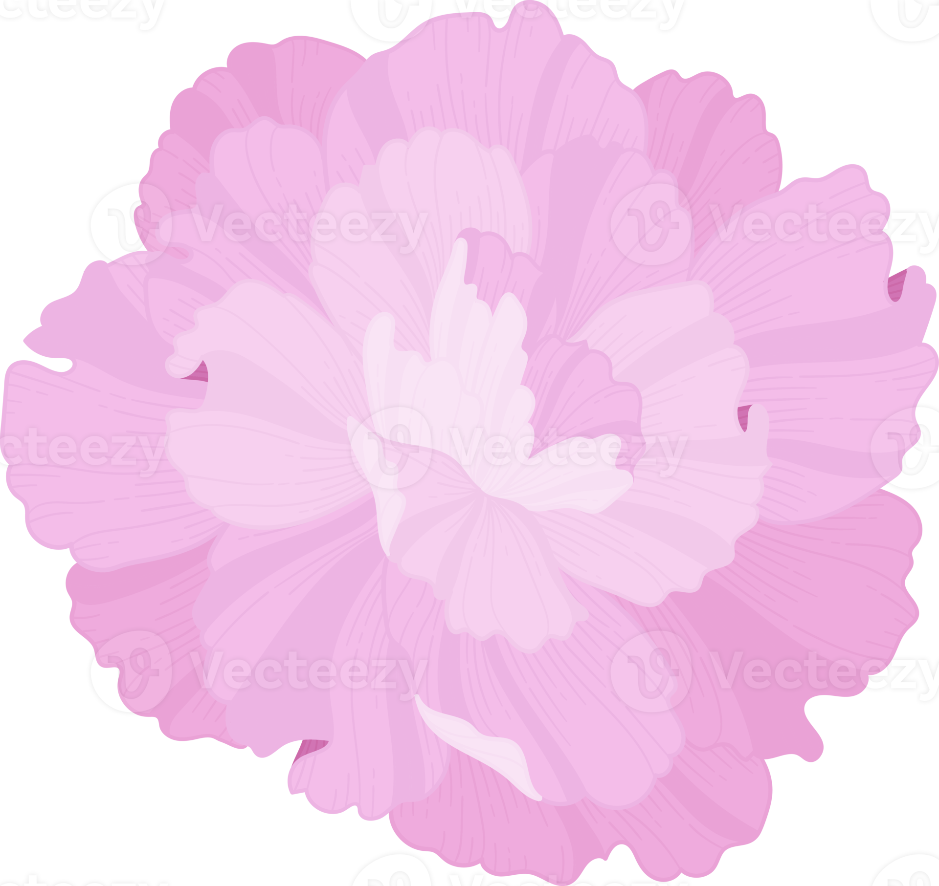 Pink Carnation Flower Hand Drawn Illustration 10172759 Png