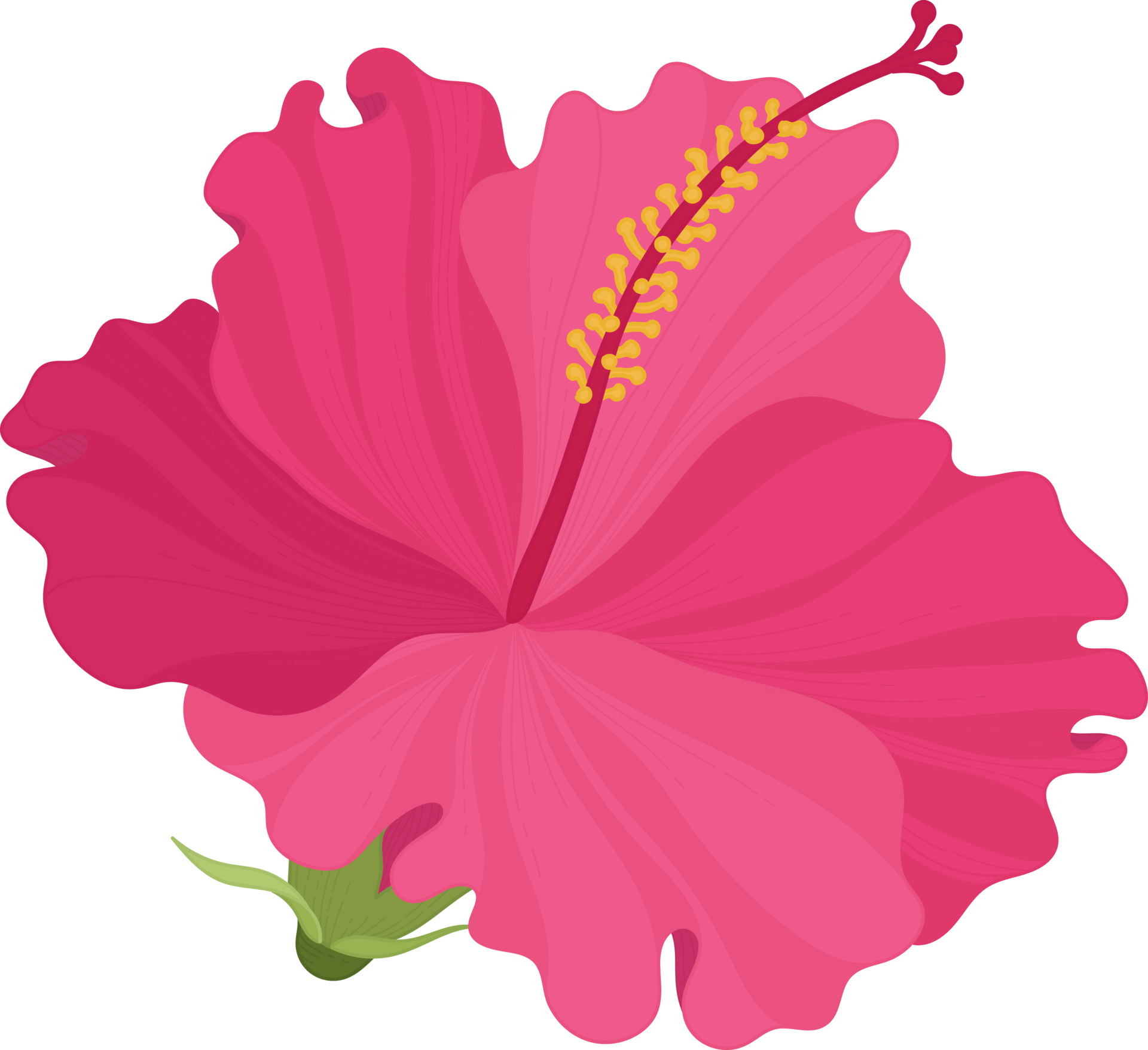 Pink Hibiscus Flower Hand Drawn Illustration 10172764 Png