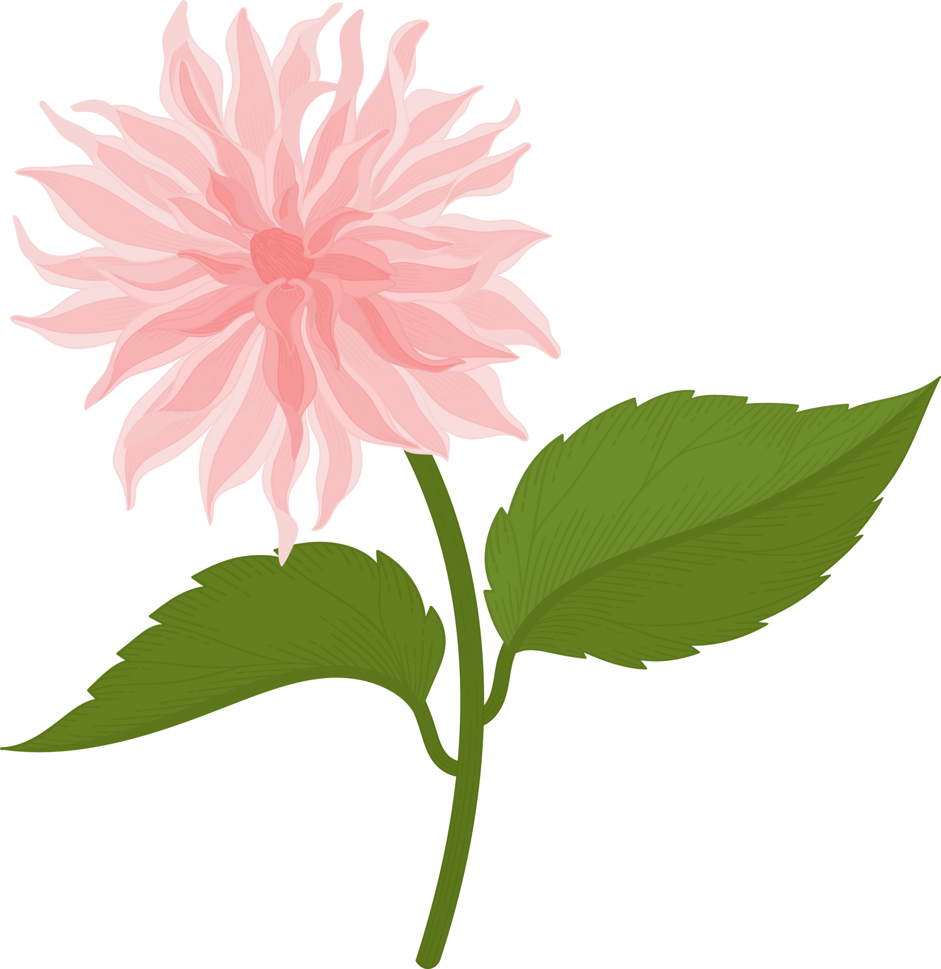Pink Dahlia Flower Hand Drawn Illustration 10172865 Png