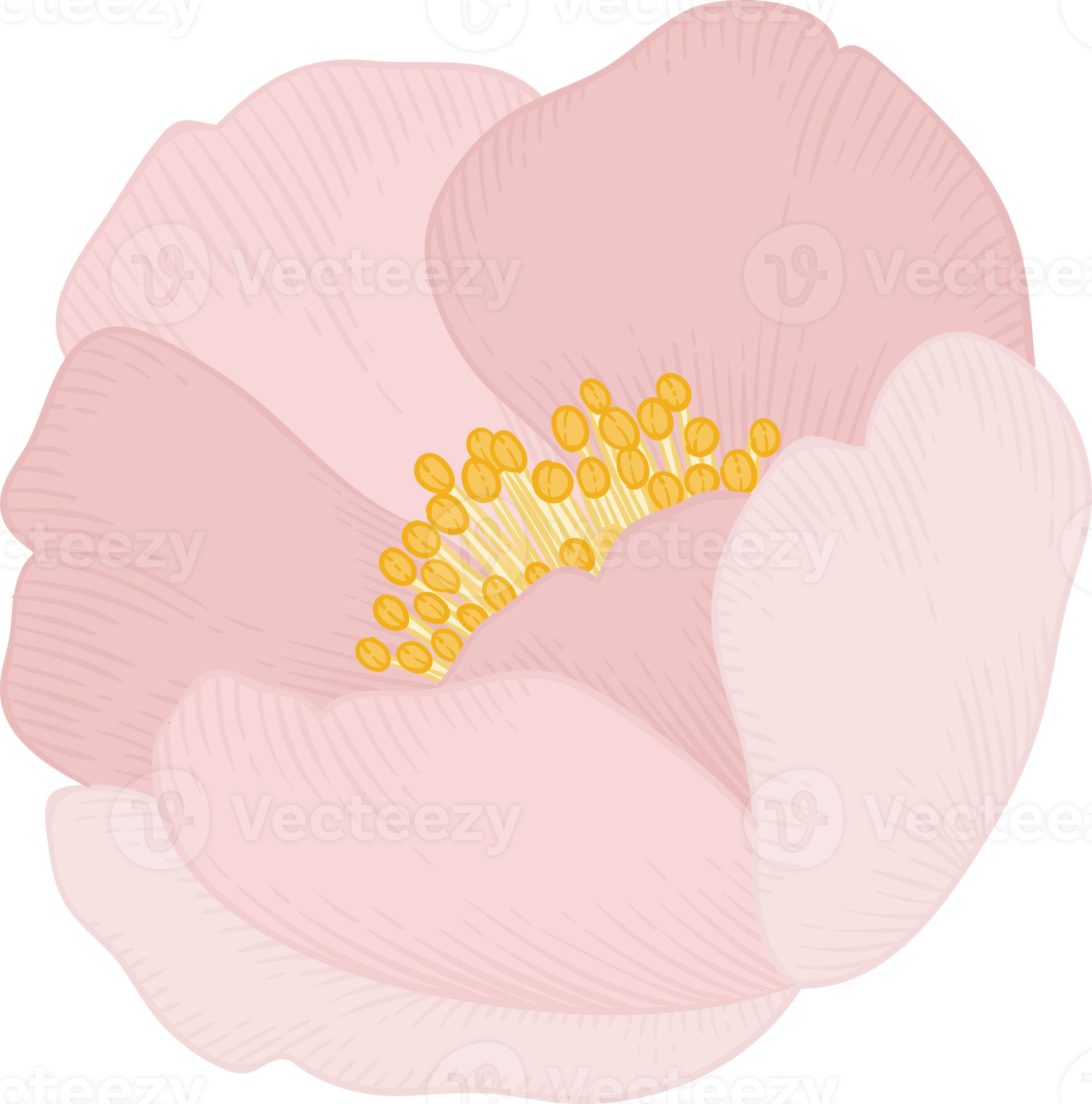 Pink Camellia Flower Hand Drawn Illustration 10172935 Png