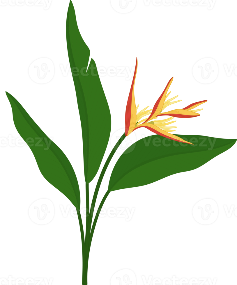 Heliconia flower hand drawn illustration. 10172957 PNG Heliconia flower hand drawn illustration. 10172957 PNG