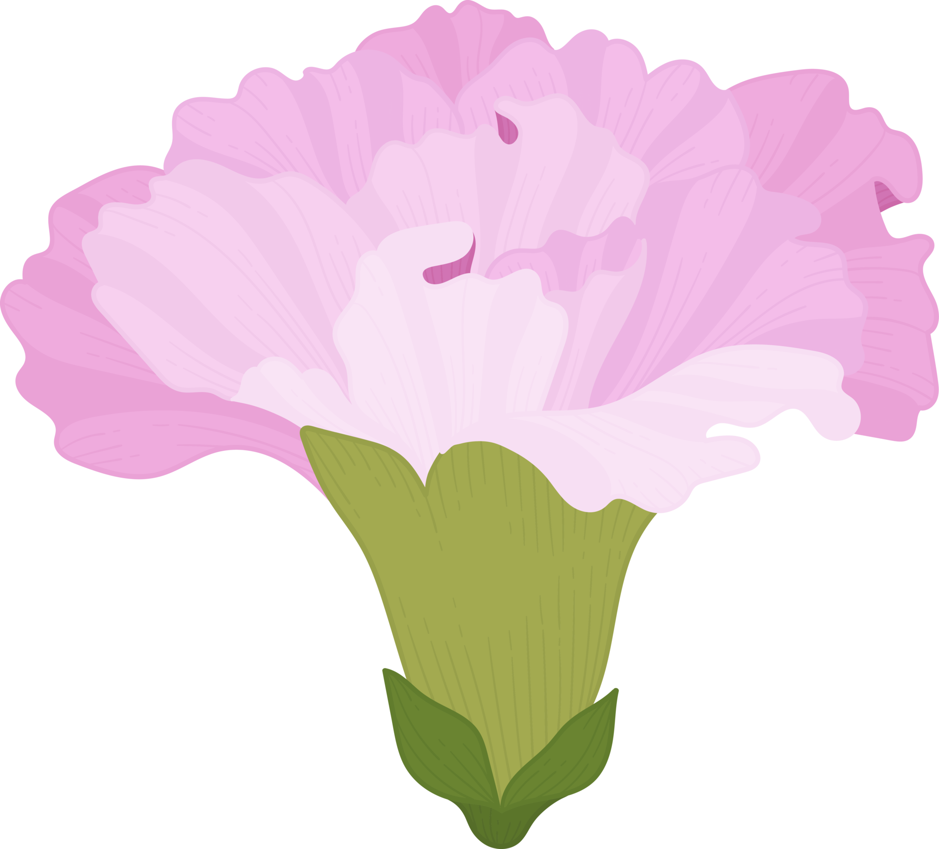Pink Carnation Flower Hand Drawn Illustration 10172971 Png