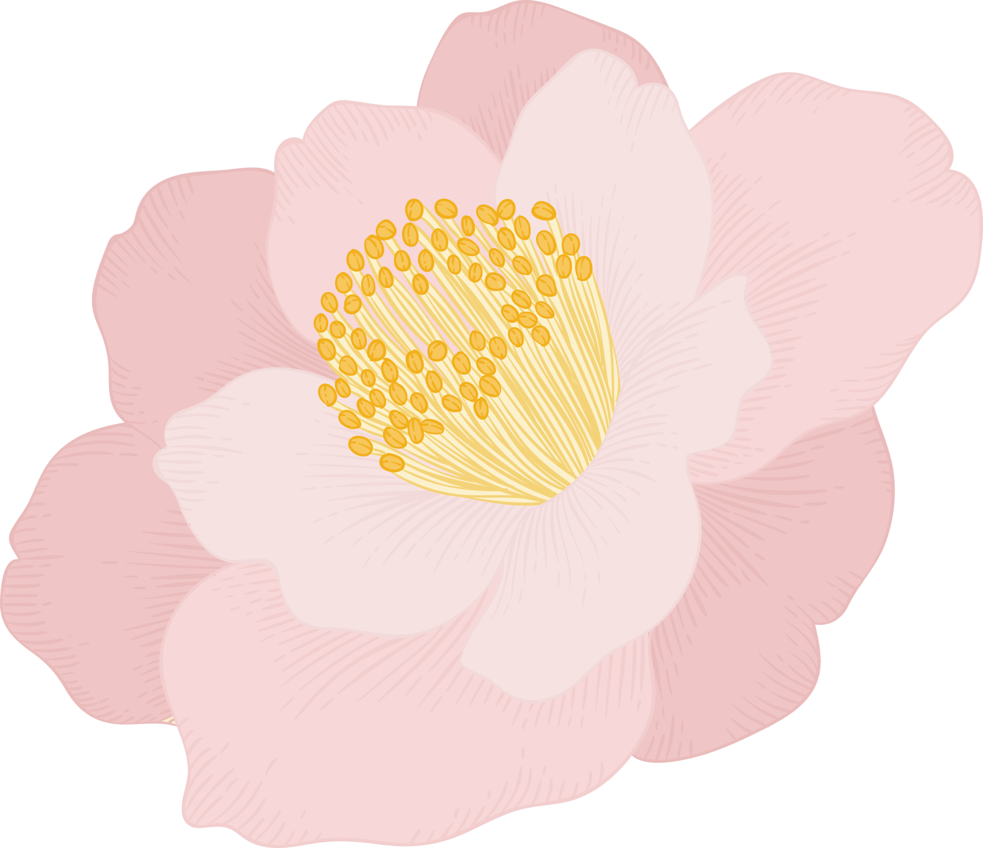 Pink Camellia Flower Hand Drawn Illustration 10173037 Png