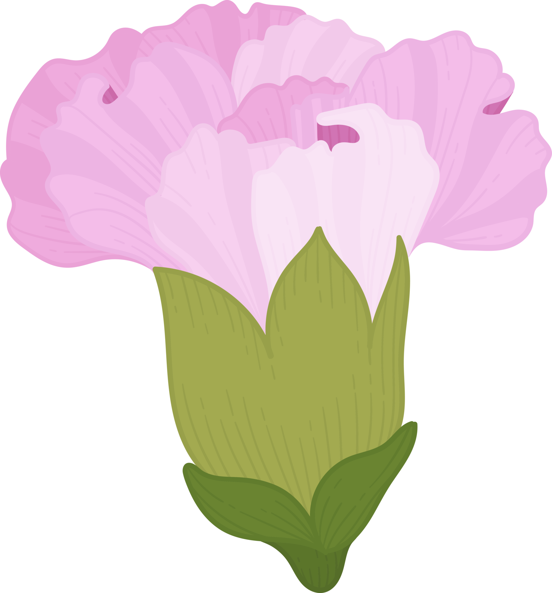 Pink Carnation Flower Hand Drawn Illustration 10173060 Png