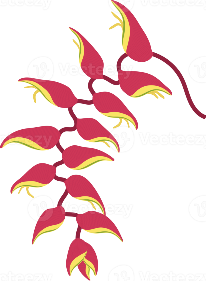 Red Heliconia flower hand drawn illustration. 10173239 PNG Red Heliconia flower hand drawn illustration. 10173239 PNG