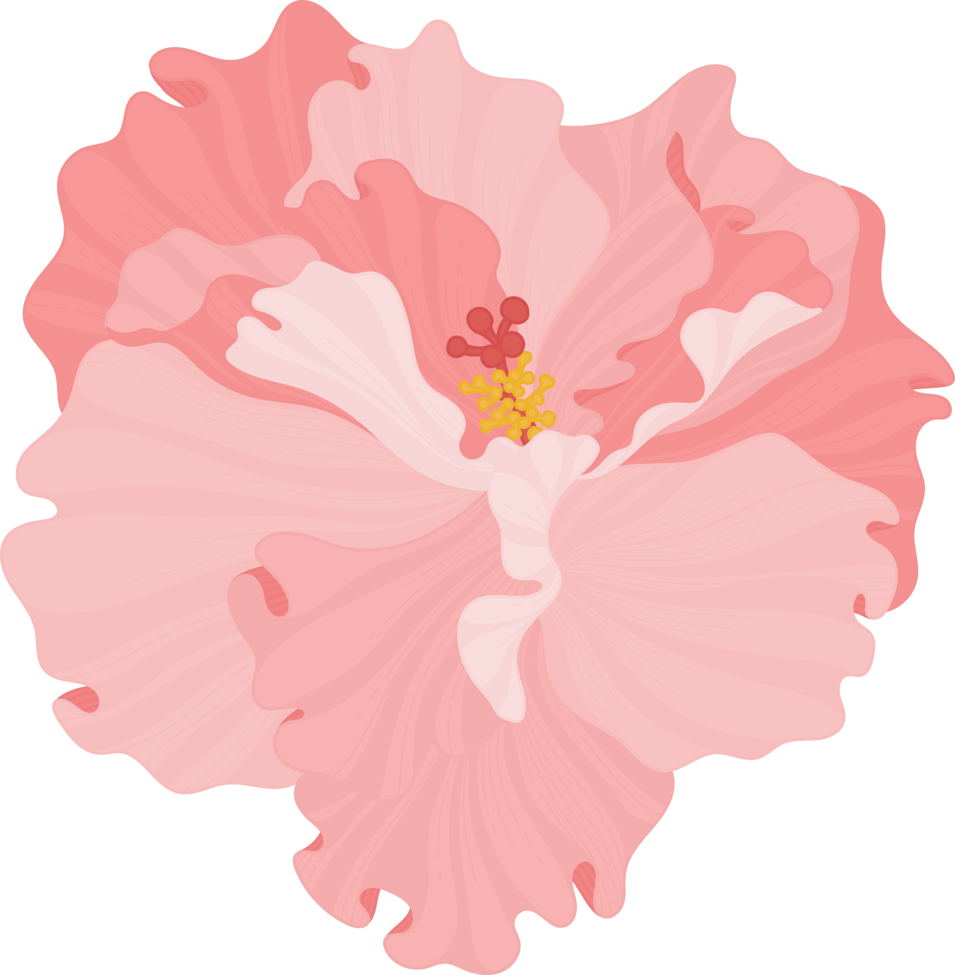 Pink Hibiscus Flower Hand Drawn Illustration 10173250 Png