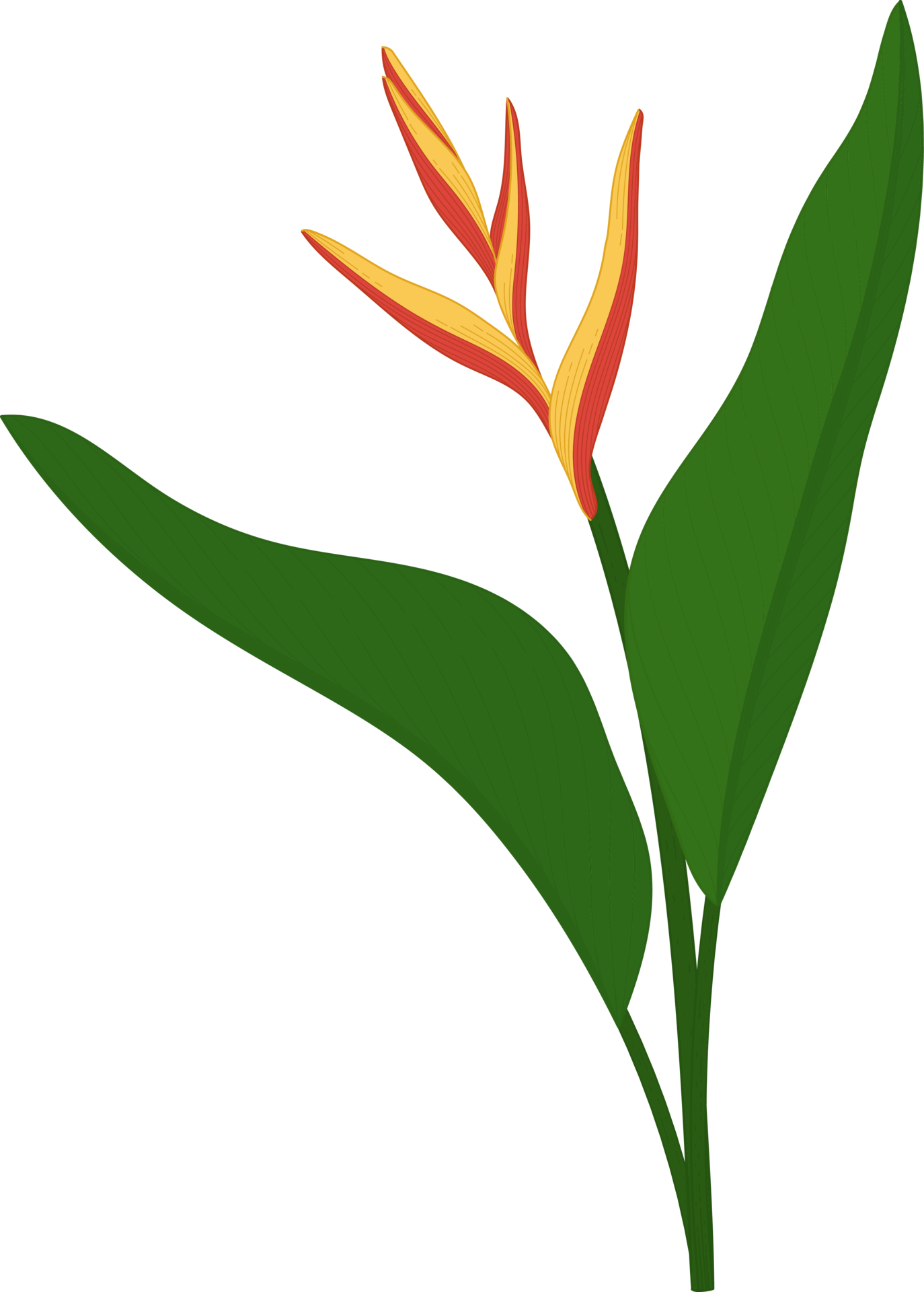 Heliconia flower hand drawn illustration. 10173403 PNG Heliconia flower hand drawn illustration. 10173403 PNG